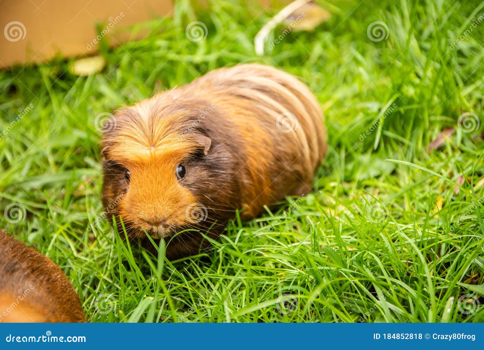 Guinea Pig on Natural Background Stock Photo - Image of adorable, brown ...