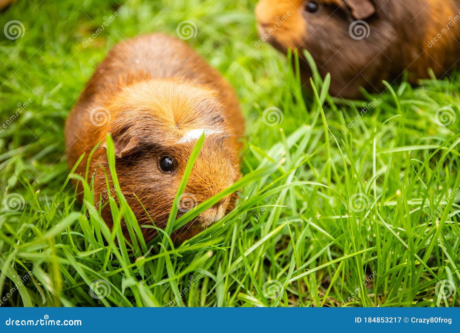 Guinea Pig on Natural Background Stock Image - Image of domestic ...
