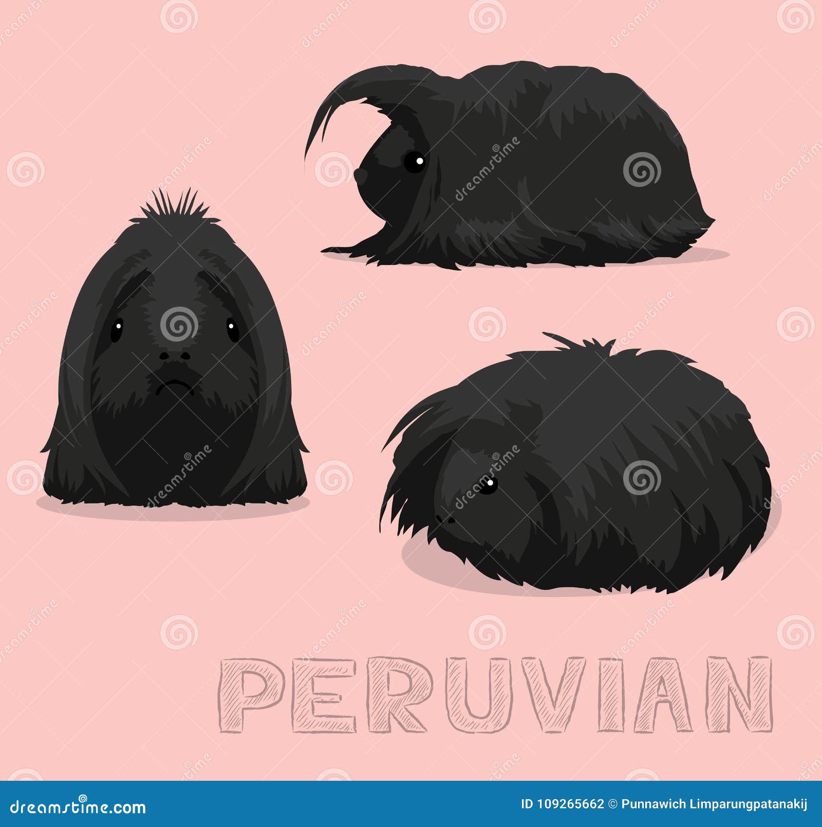 Guinea Pig Peruvian Cartoon Vector Illustration Stock Vector ...