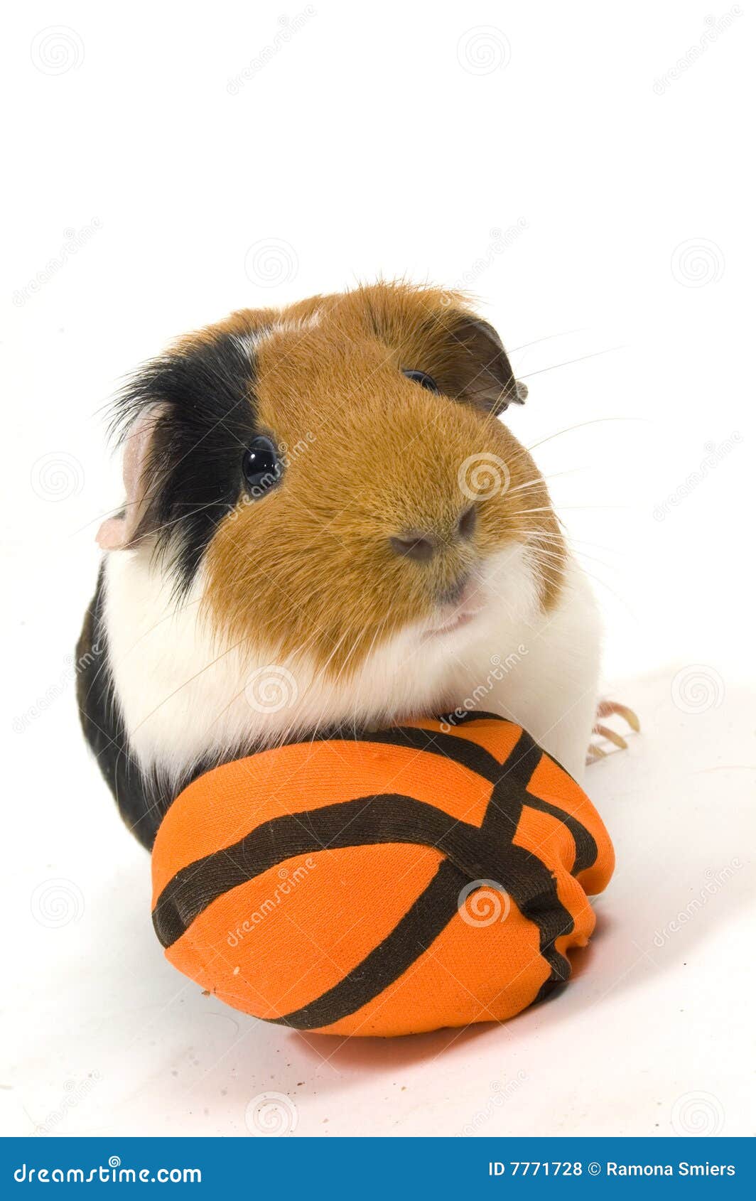 Guinea Pig is Playing Basketball Stock Photo - Image of enjoy, orange ...