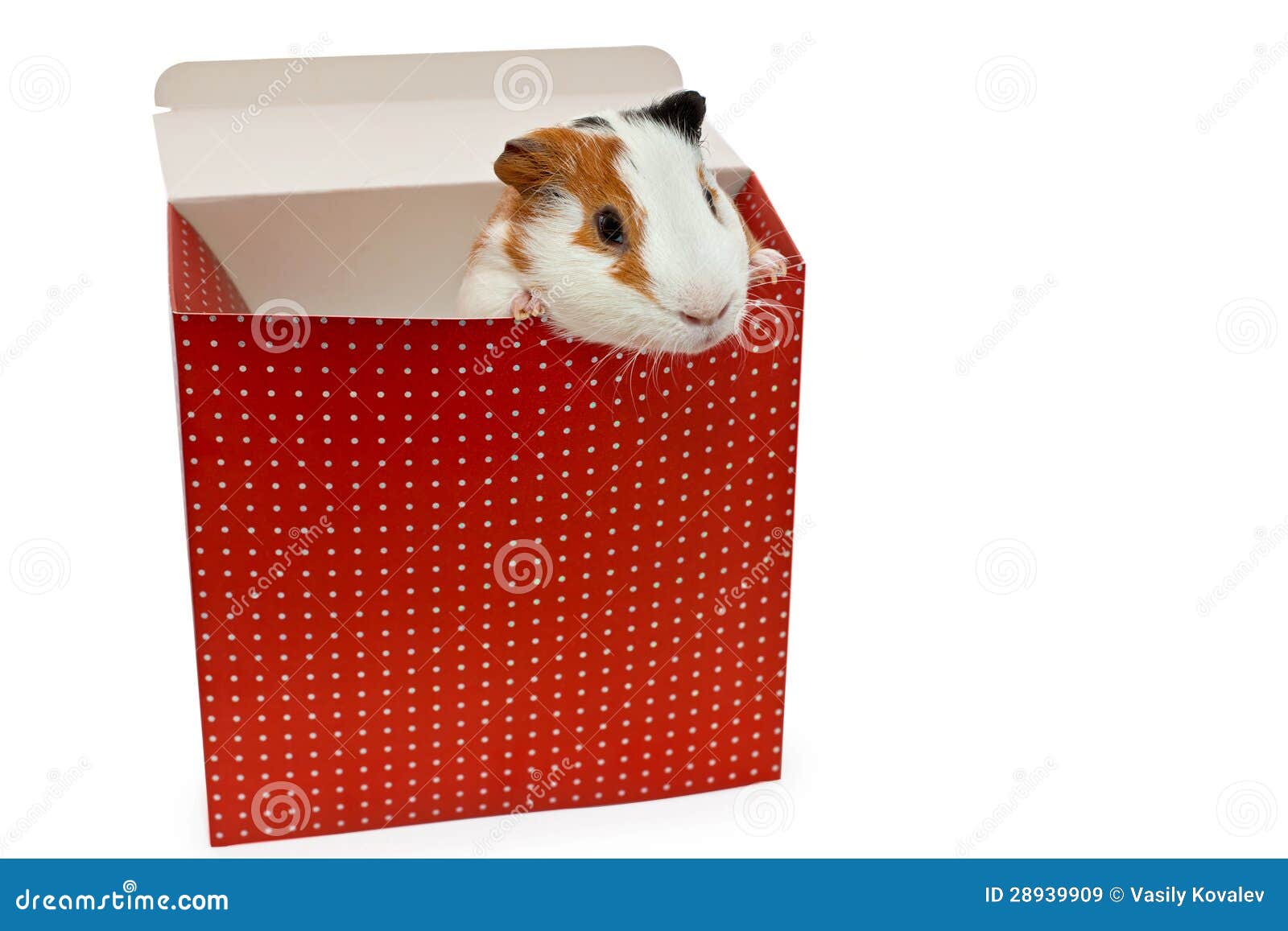 Guinea Pig in the Present Box Stock Image - Image of small, pets: 28939909