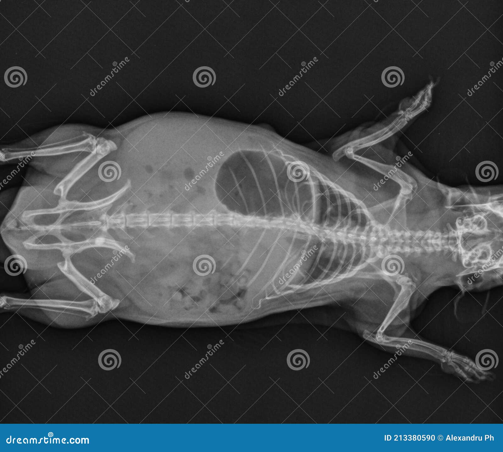 Guinea Pig X Ray Abdomen and Thorax Radiograph Stock Photo - Image of ...