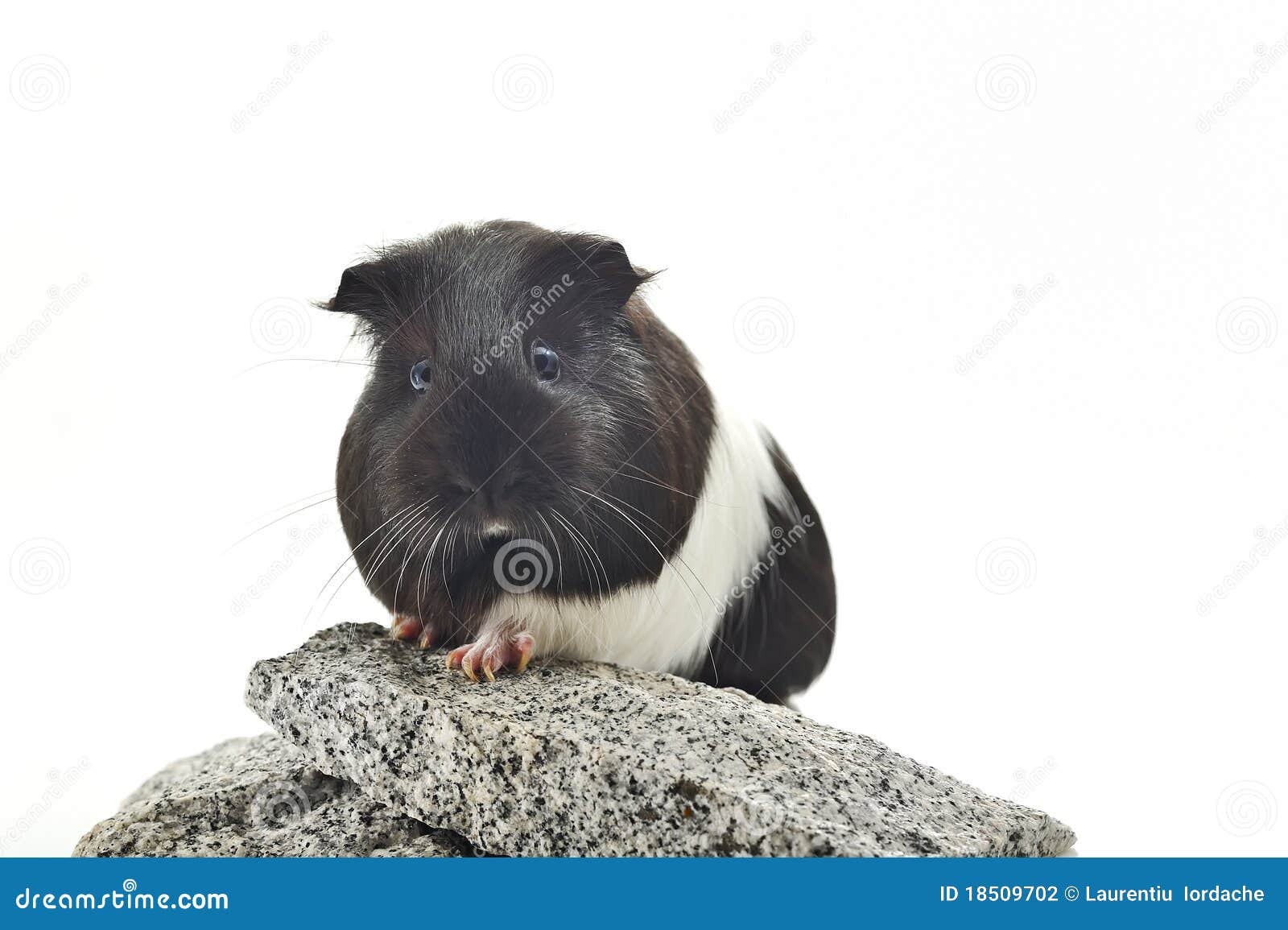 Guinea pig sit on stone stock photo. Image of close, cavia - 18509702