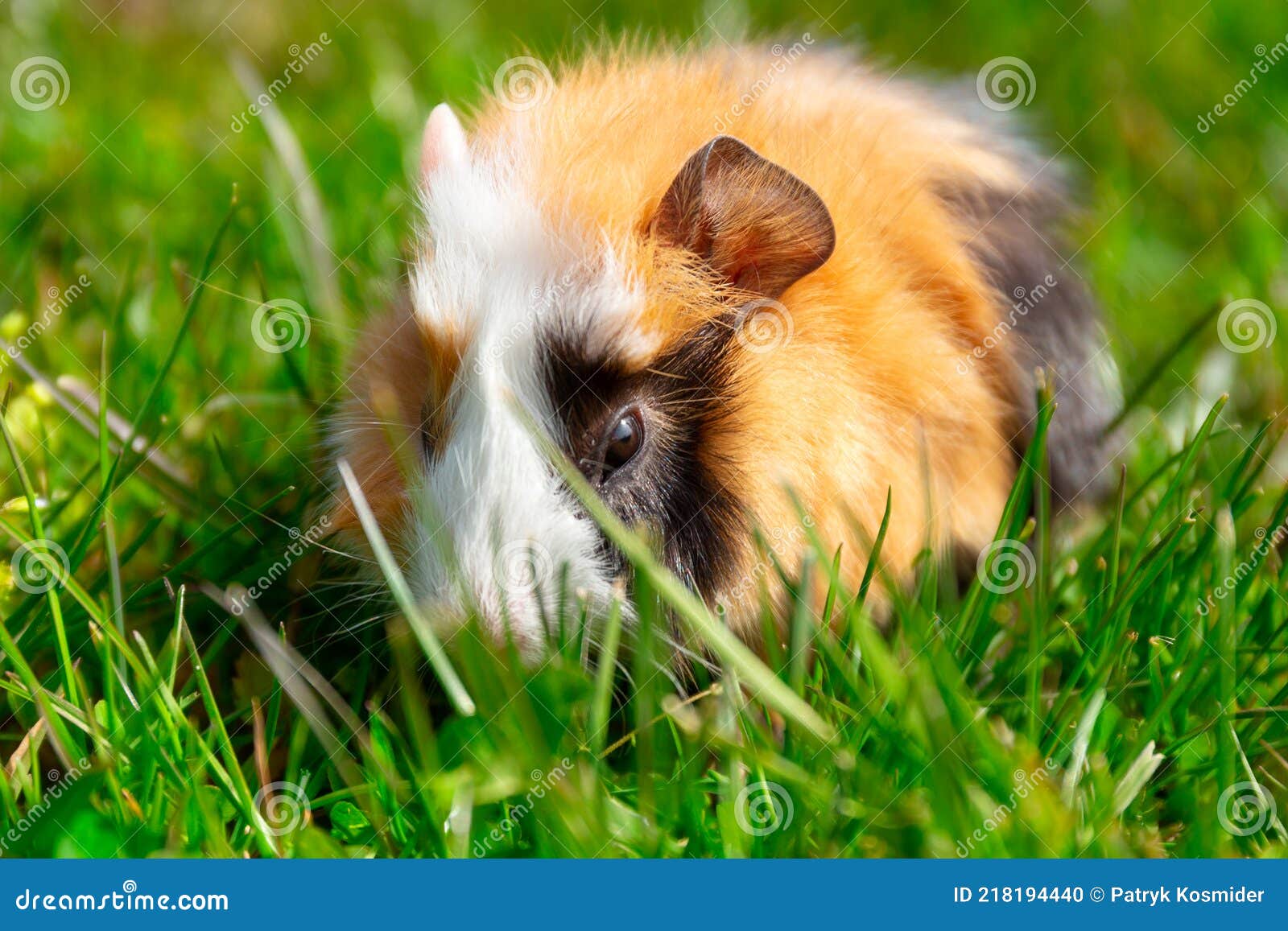 The Guinea Pig Sits on the Grass in the Garden Stock Photo - Image of ...