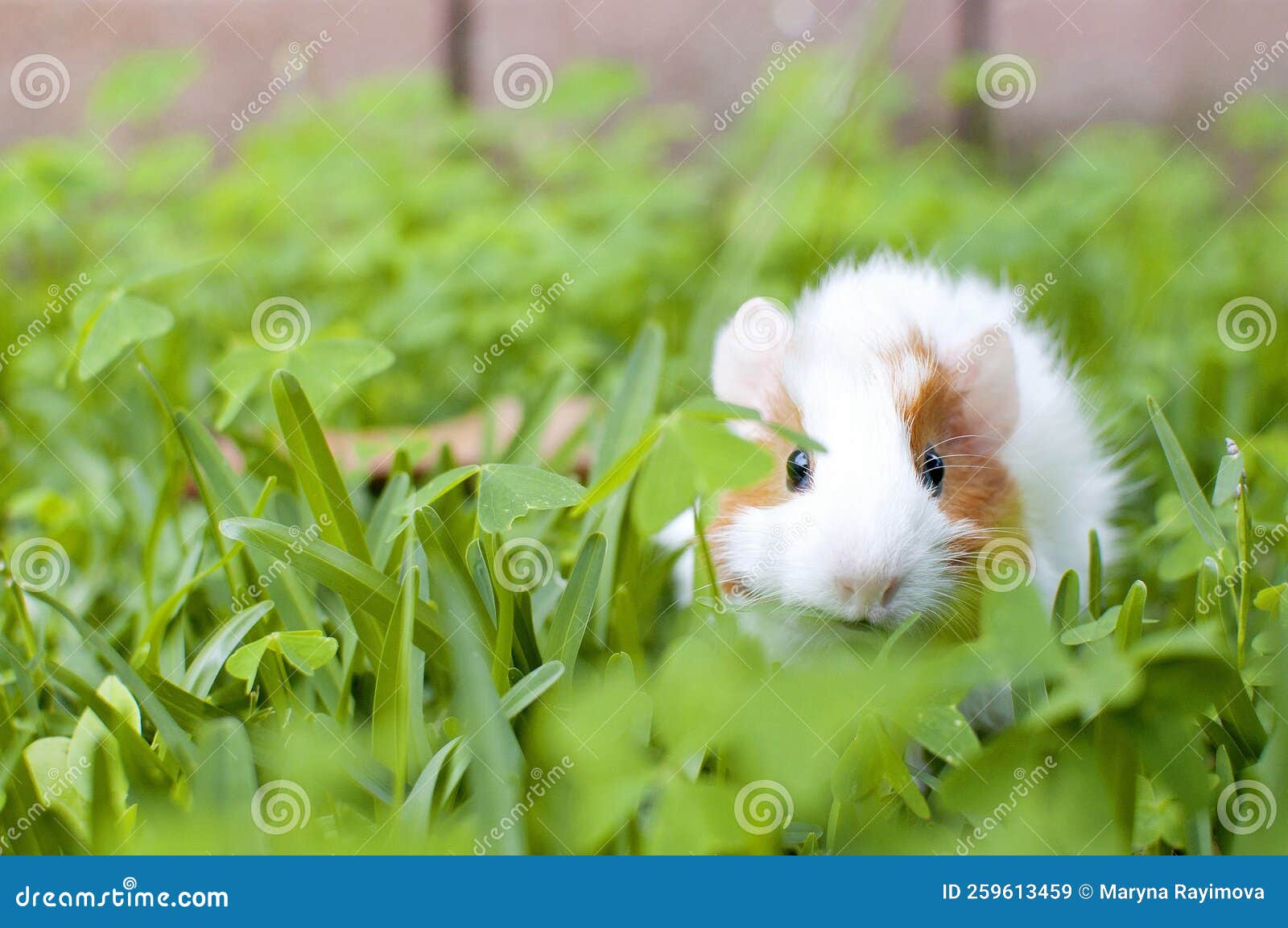 The Guinea Pig is Sitting in the Green Grass Stock Image - Image of ...