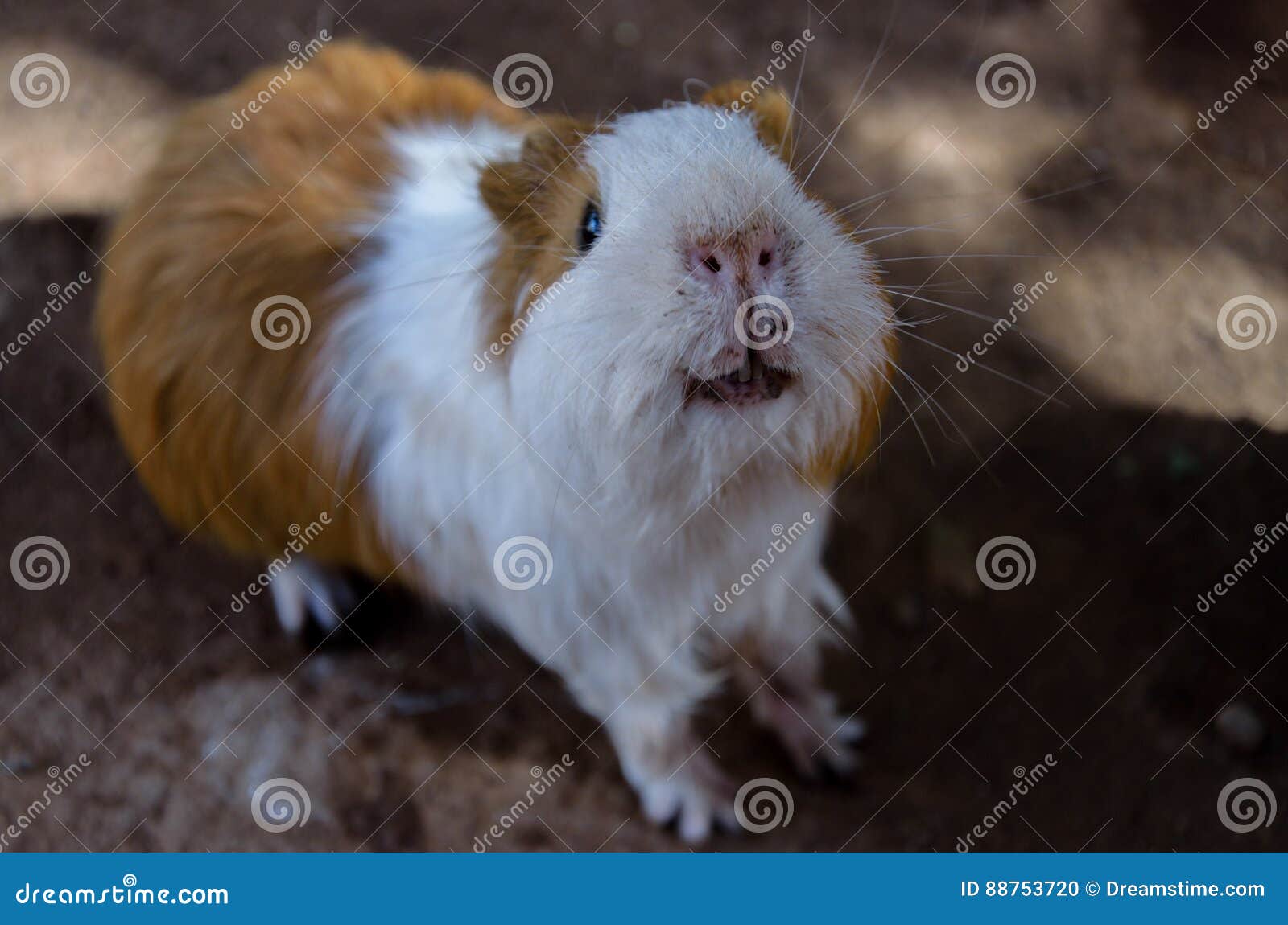 Guinea Pig stock photo. Image of funny, happy, animal - 88753720