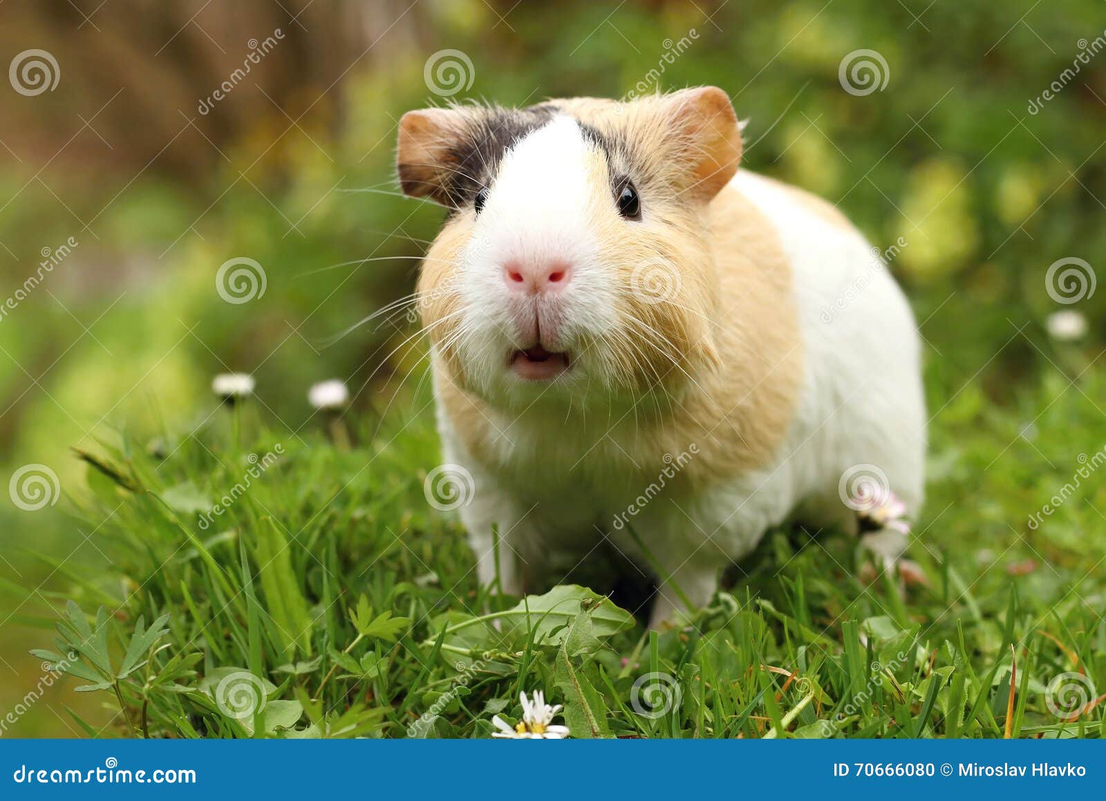 Guinea pig sniffing stock photo. Image of darling, nice - 70666080