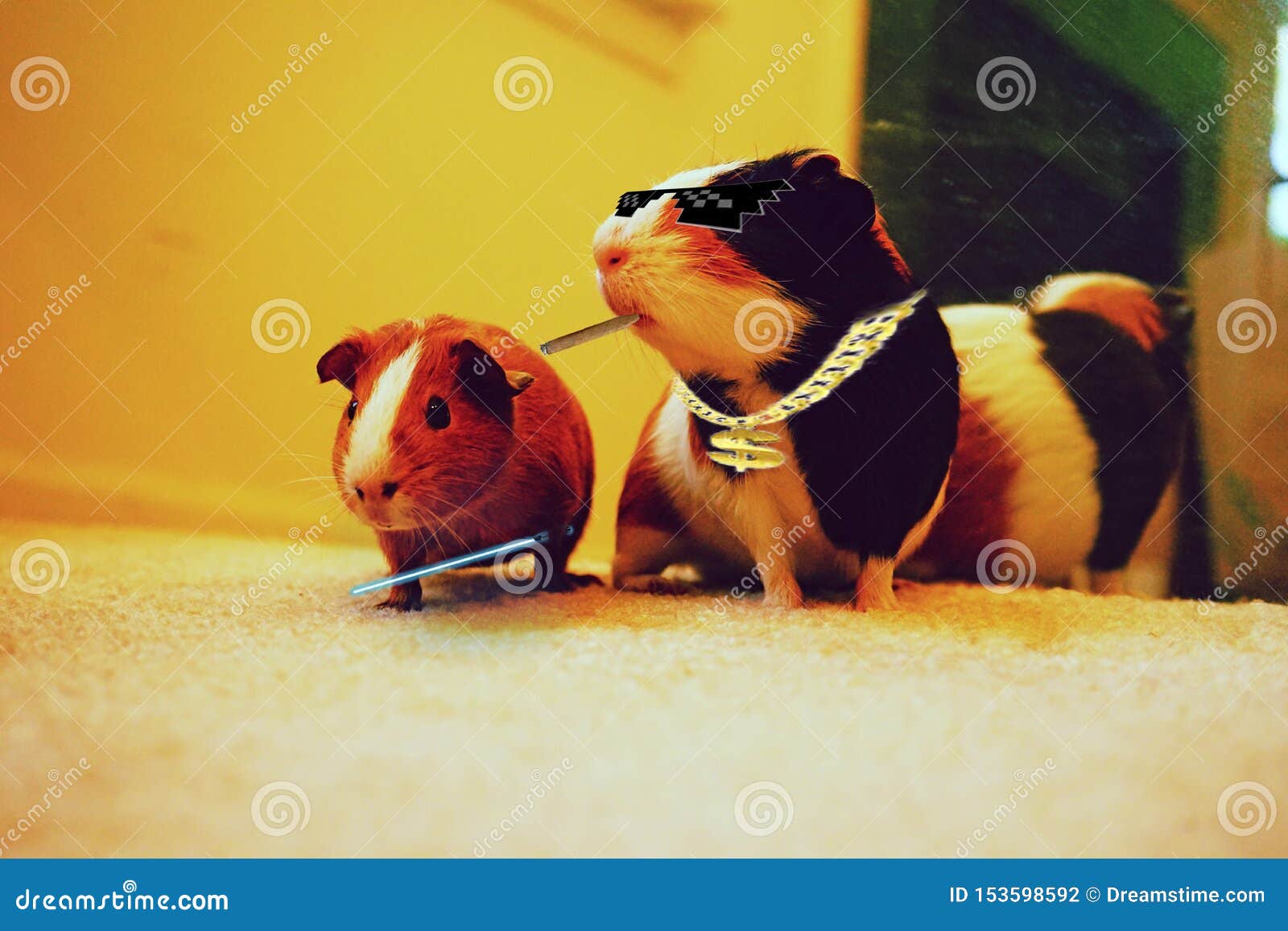 Guinea Pig Soldier and His General Stock Photo - Image of regular ...