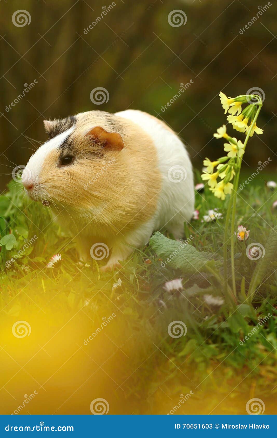 Guinea pig in spring stock image. Image of friend, plant - 70651603