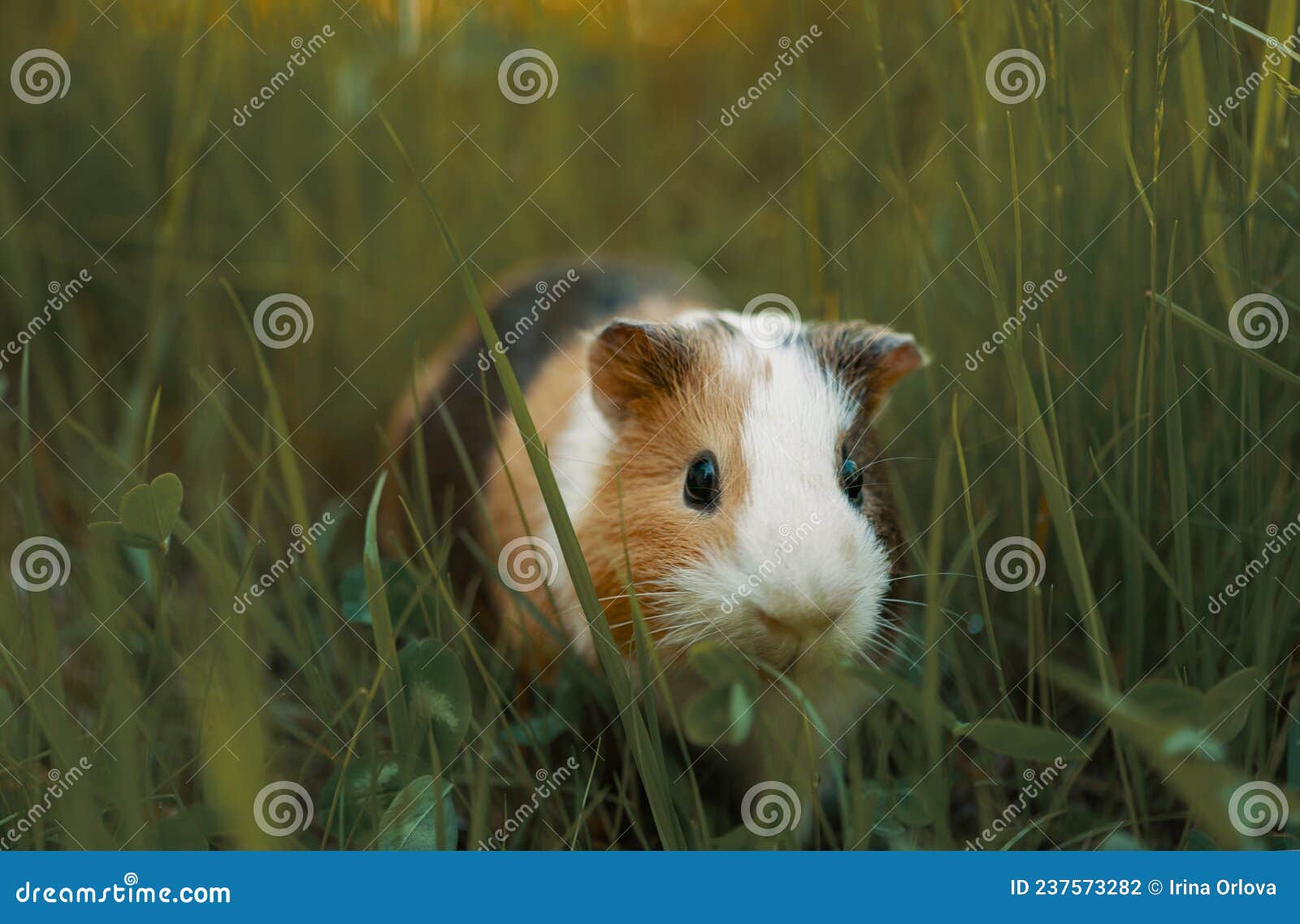 Guinea Pig Standing in Grass Stock Photo - Image of grassthicket ...
