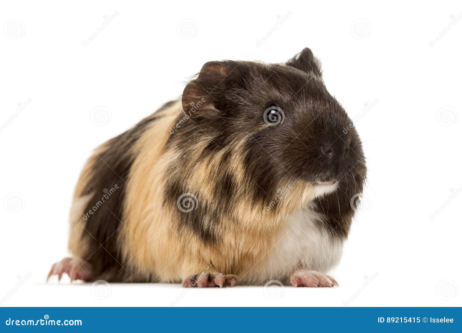 Guinea Pig Standing , Isolated Stock Image - Image of rodent, animal ...