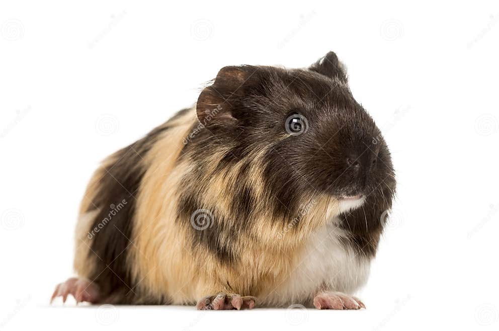 Guinea Pig Standing , Isolated Stock Image - Image of rodent, animal ...