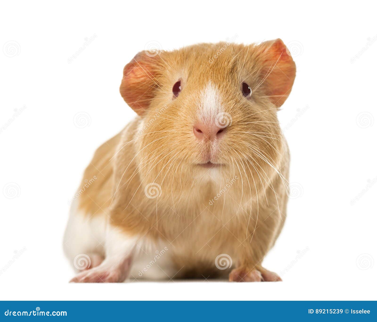 Guinea pig standing , stock image. Image of cavia, domestic - 89215239
