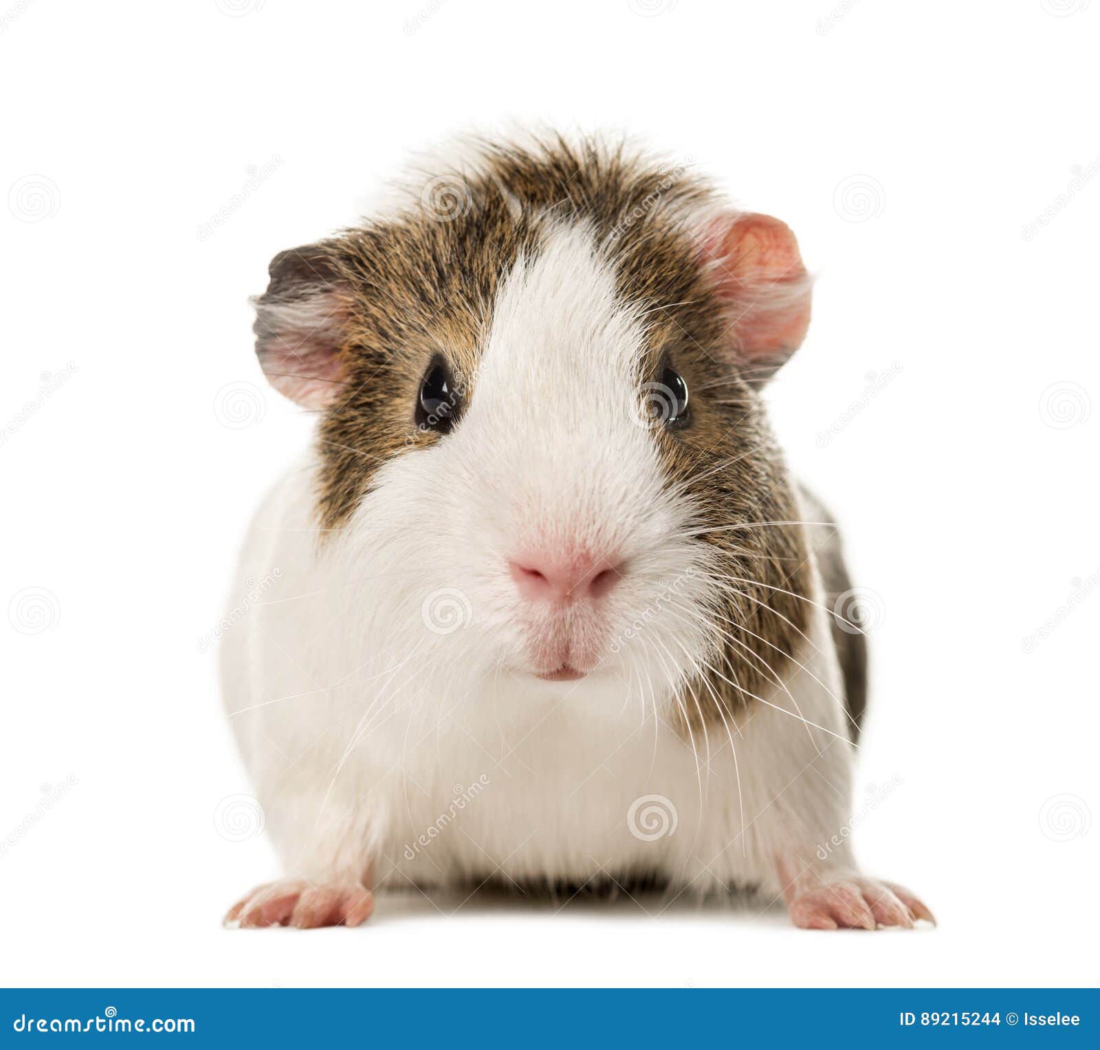 Guinea pig standing , stock photo. Image of domestic - 89215244