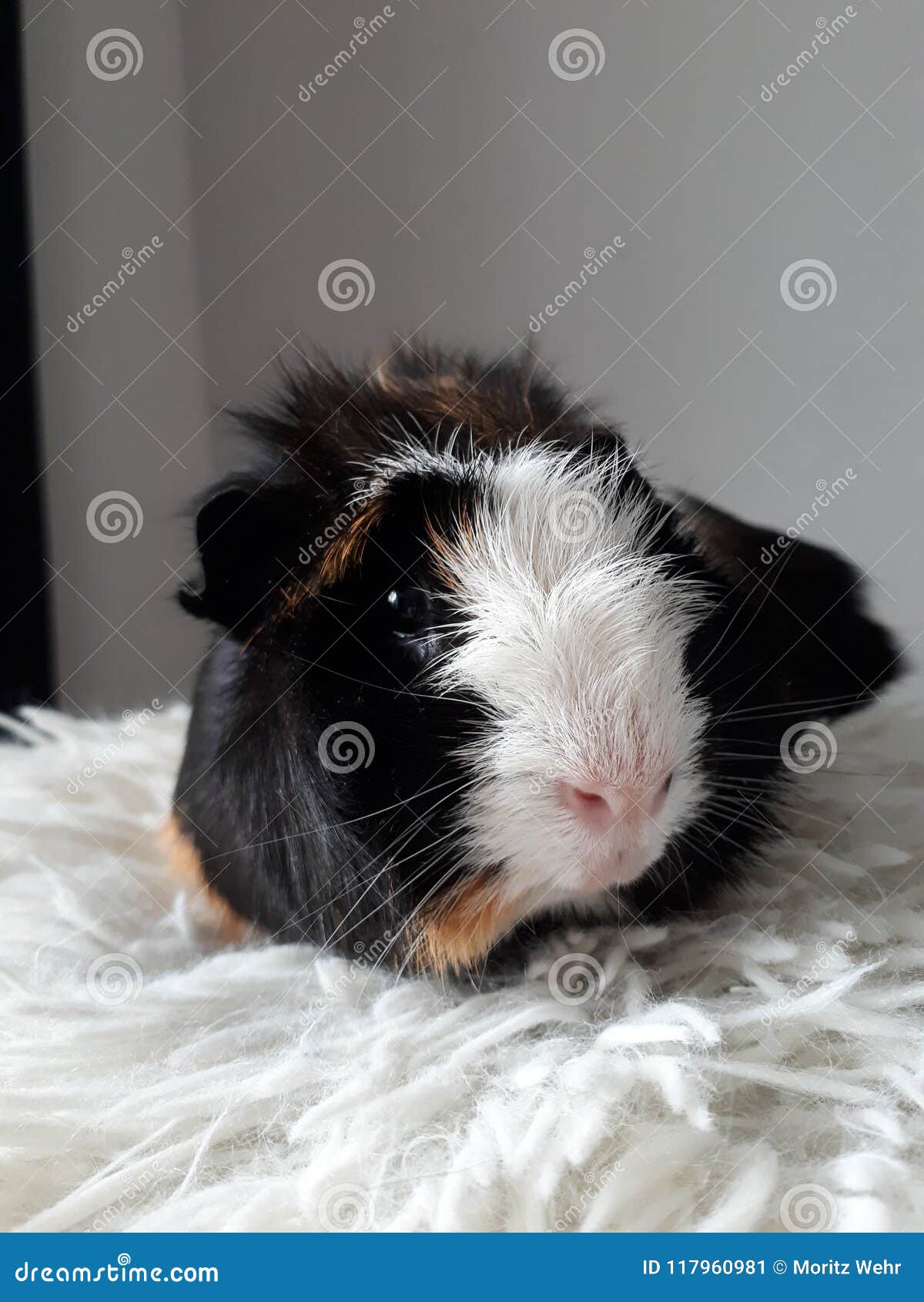 Guinea Pig stock image. Image of cool, sweet, guinea - 117960981