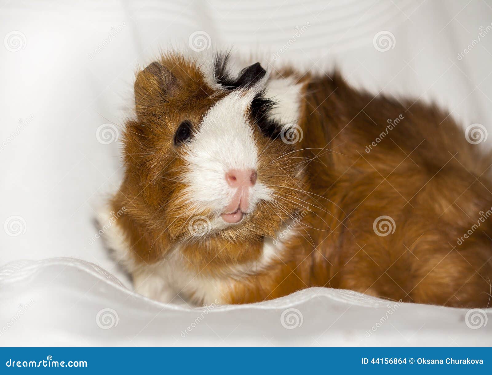 Guinea pig stock photo. Image of indoors, small, close - 44156864