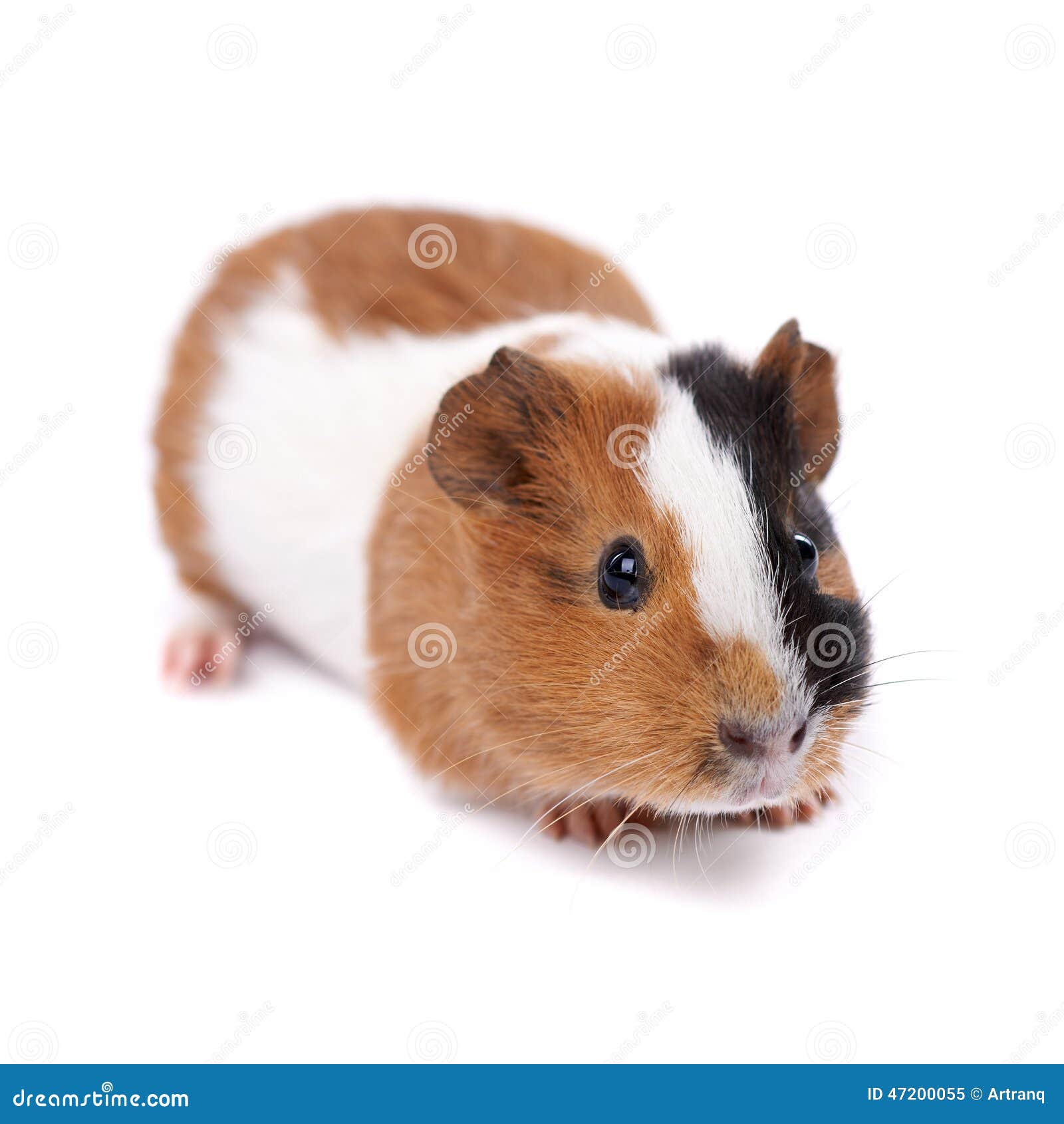 Guinea Pig On A White Background Stock Image - Image: 47200055