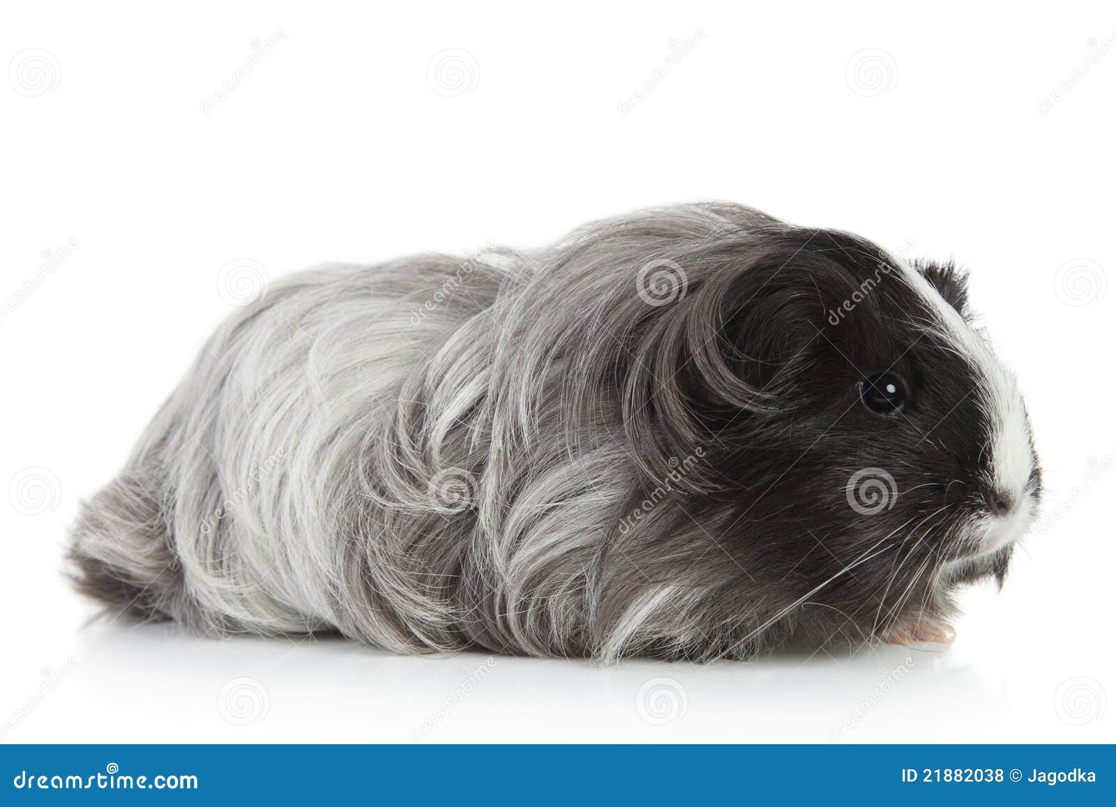 Guinea Pig on White in Studio Stock Photo - Image of rodent, animals ...