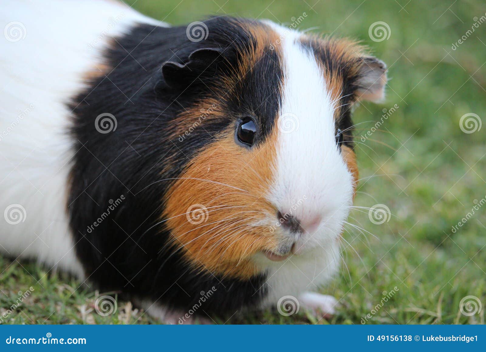 Guinea Pig stock photo. Image of grass, eyes, rodent - 49156138
