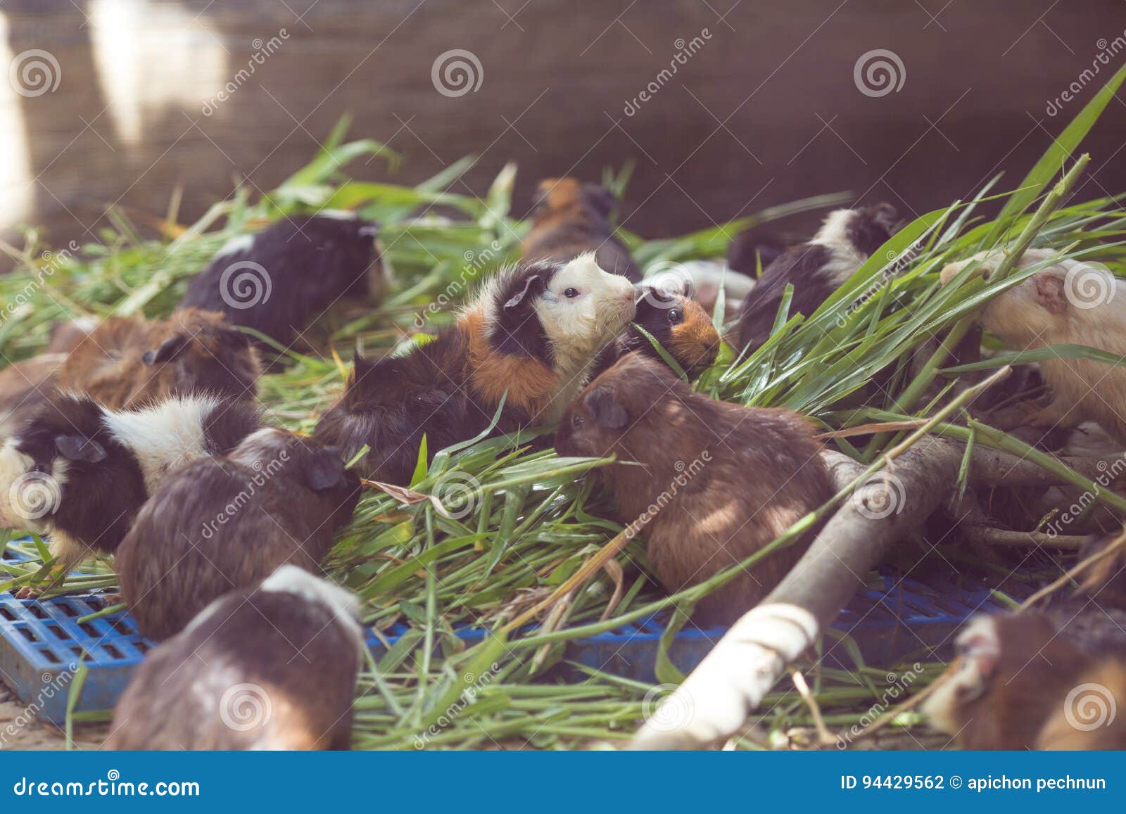 Guinea Pigs are Eating Grass. Stock Photo - Image of nature, adorable ...