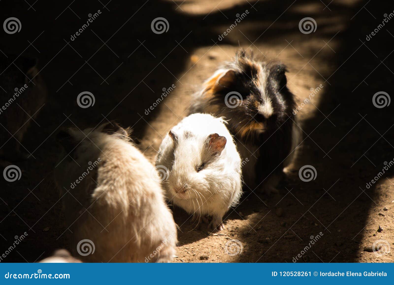 Guinea Pigs Moving in the Shadow Stock Image - Image of dear, posing ...