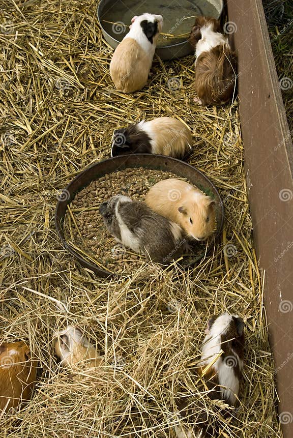 Guinea pigs at play stock photo. Image of cute, straw - 6599992