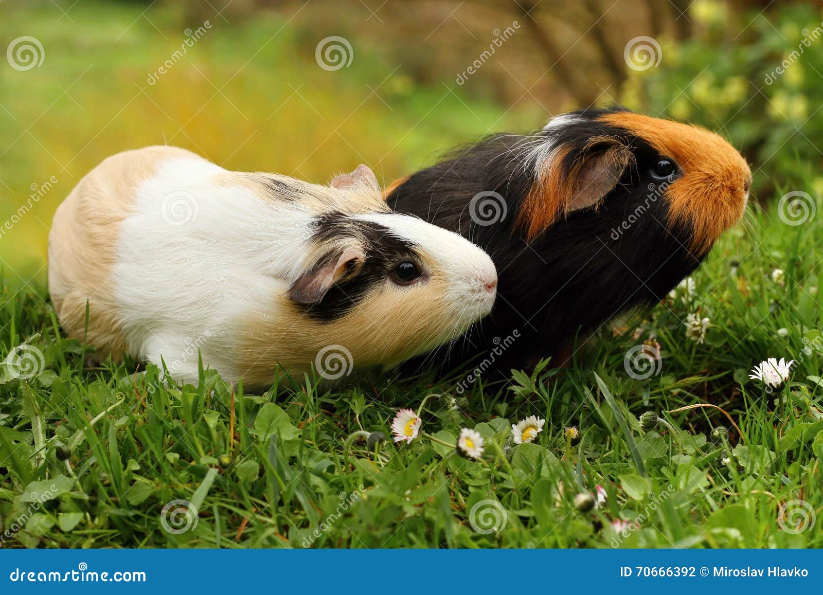 Guinea pigs sniffing stock photo. Image of couple, mammal - 70666392