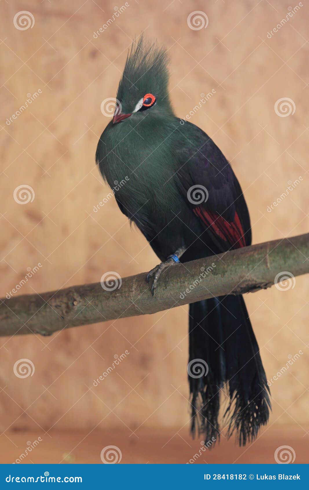 Guinea turaco stock photo. Image of turaco, persa, branch - 28418182