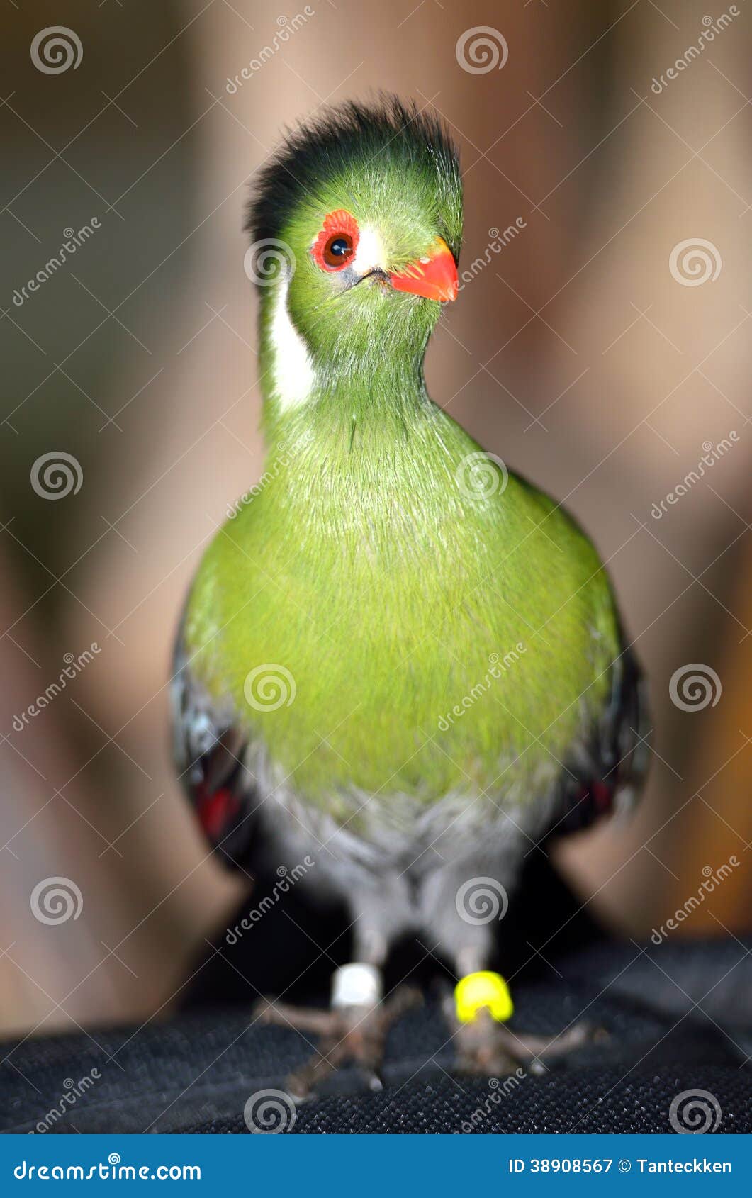 Guinea Turaco stock afbeelding. Image of trillend, wild - 38908567