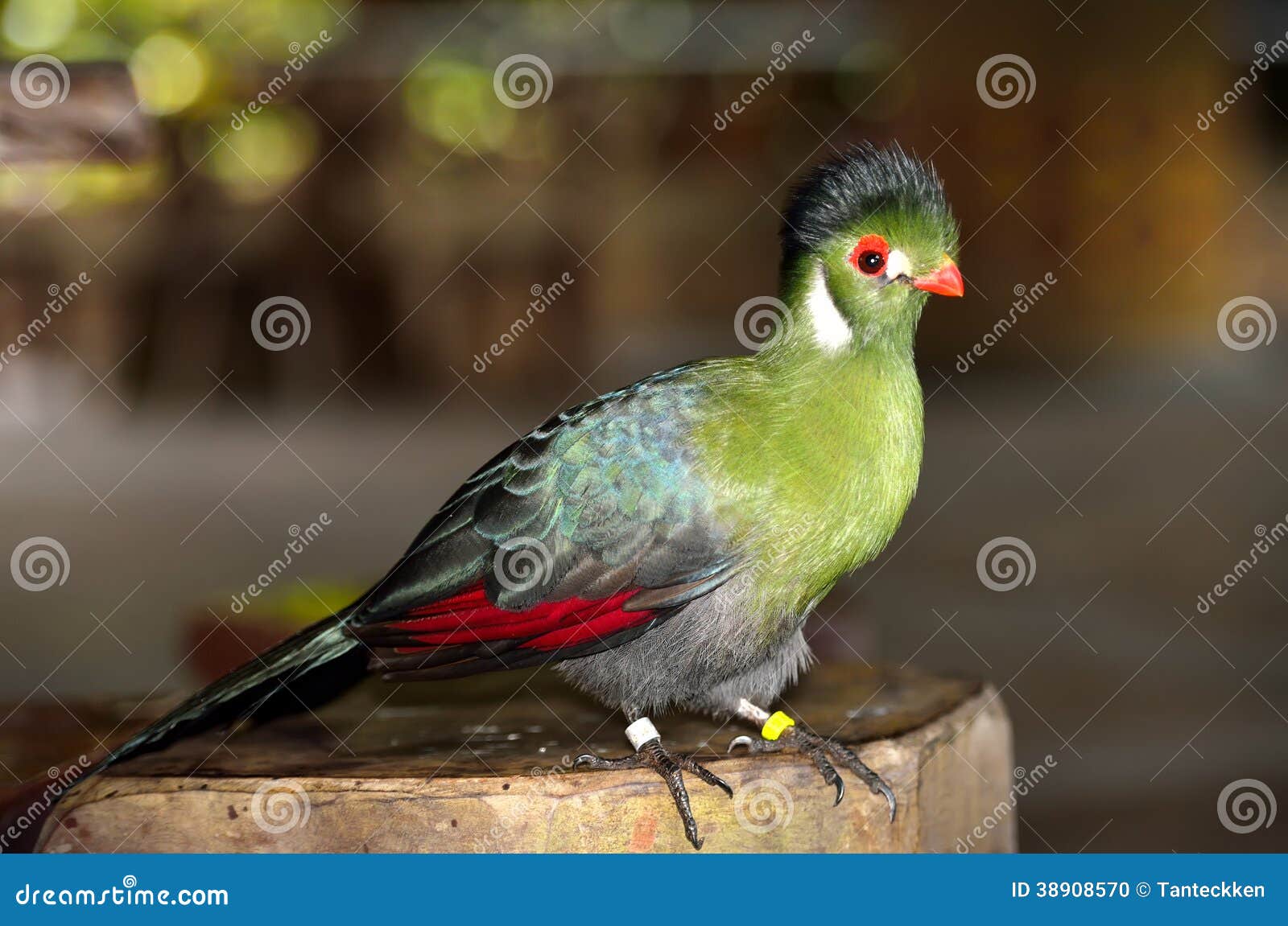 Guinea Turaco stock photo. Image of avian, beautiful - 38908570