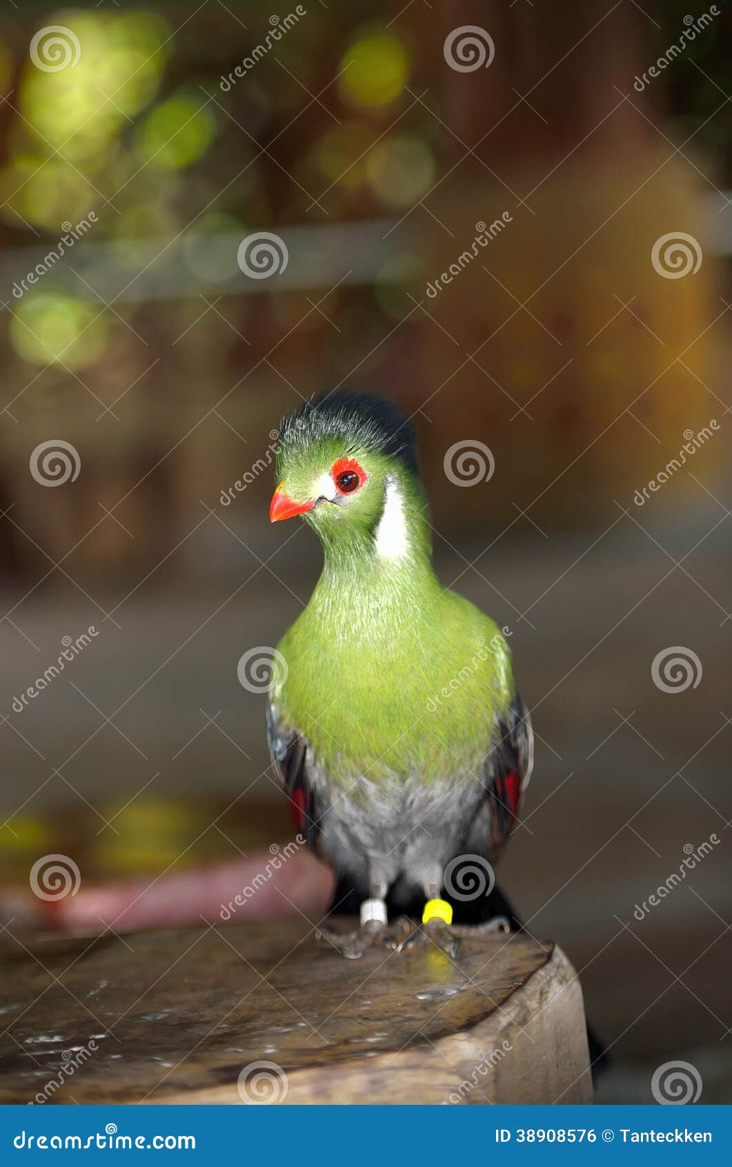 Guinea Turaco stock photo. Image of strange, beautiful - 38908576