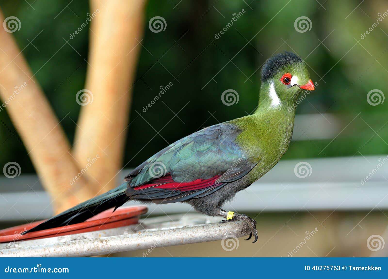 Guinea Turaco stock image. Image of staring, colorful - 40275763