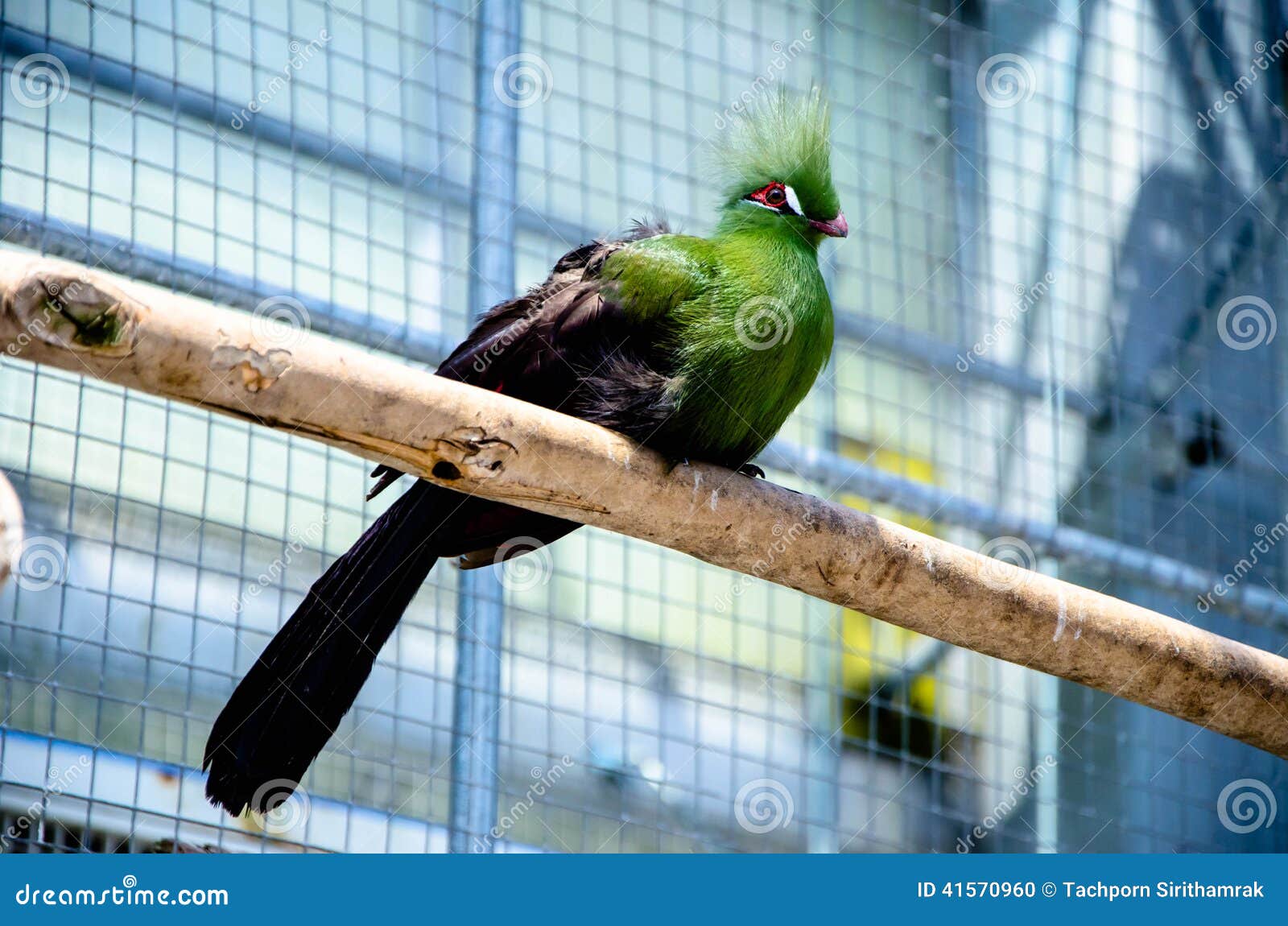 Tropical Green Bird (Guinea Turaco) Stock Photo - Image of black ...