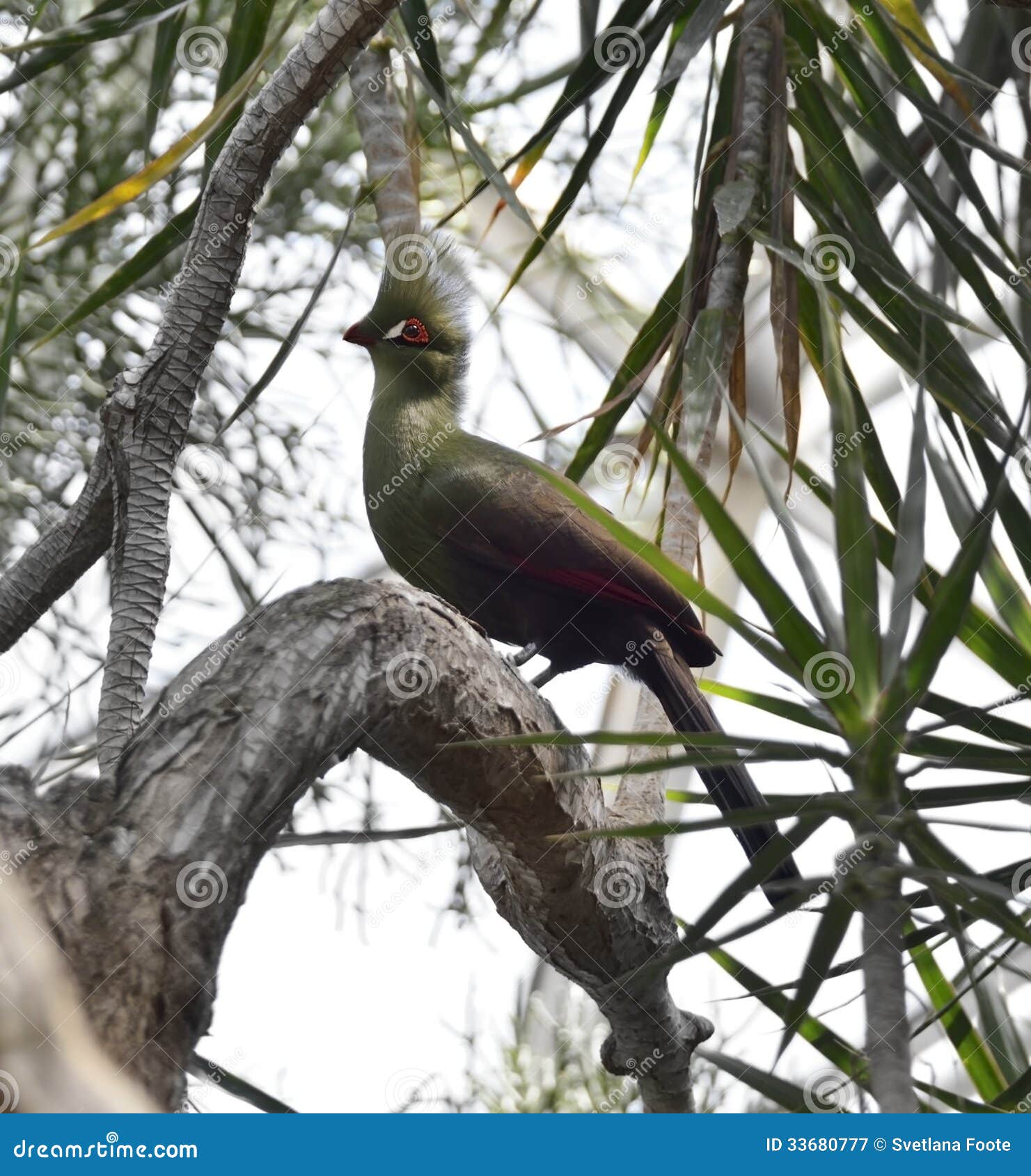 Guinea Turaco stock image. Image of outdoor, green, tree - 33680777