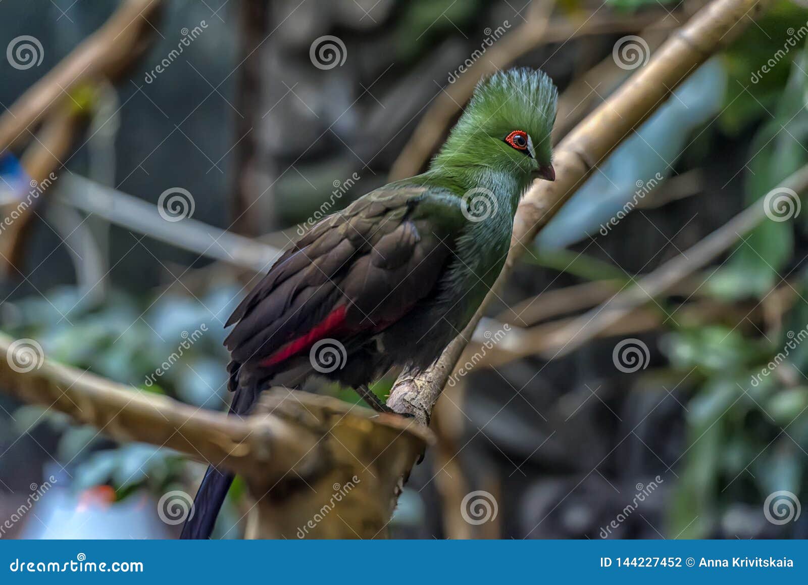 The Guinea Turaco Tauraco Persa Stock Photo - Image of closeup, close ...