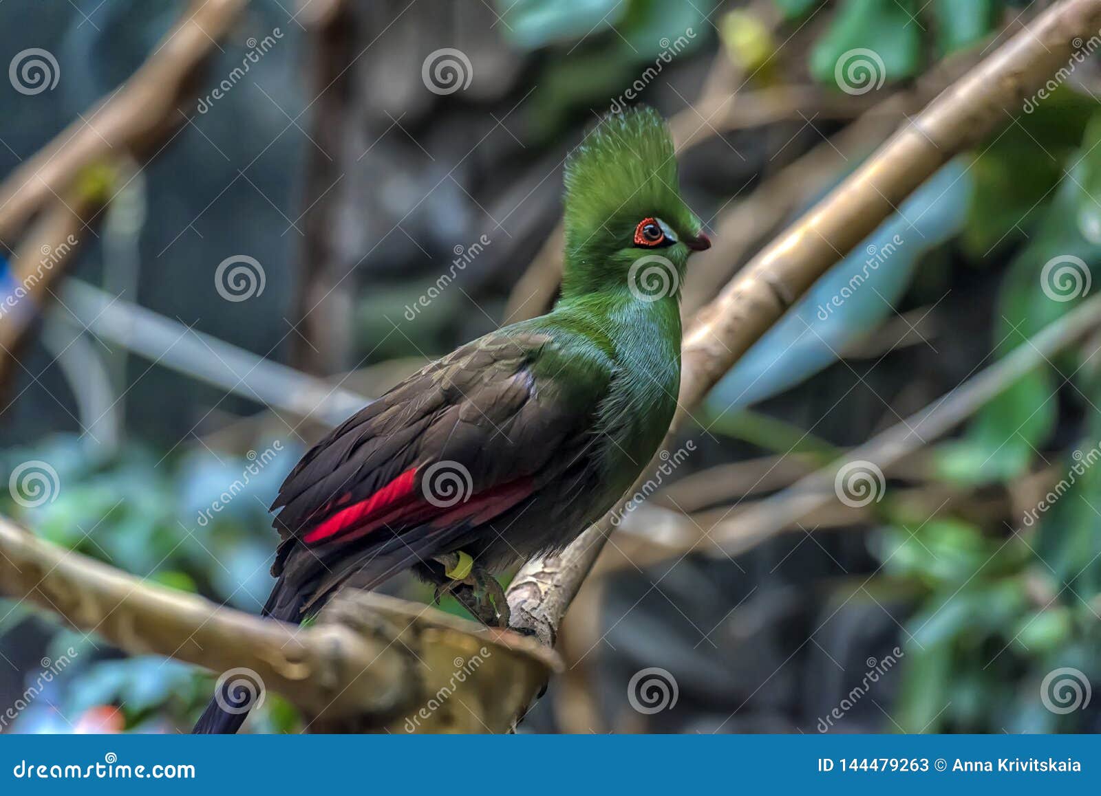 The Guinea Turaco Tauraco Persa Stock Image - Image of natural, feather ...