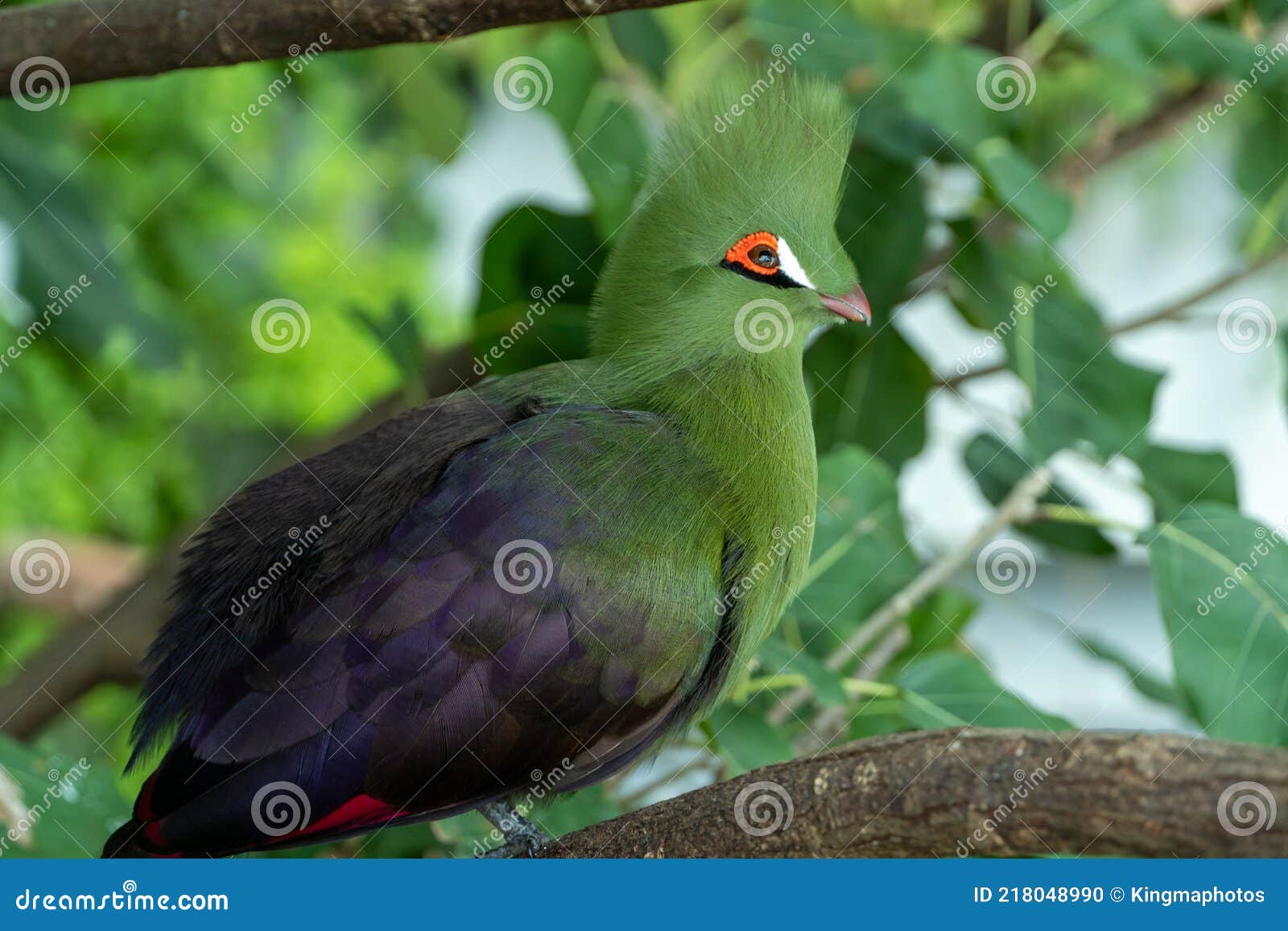 Guinea Turaco Tauraco Persa or the Green Turaco or Green Lourie Perched ...