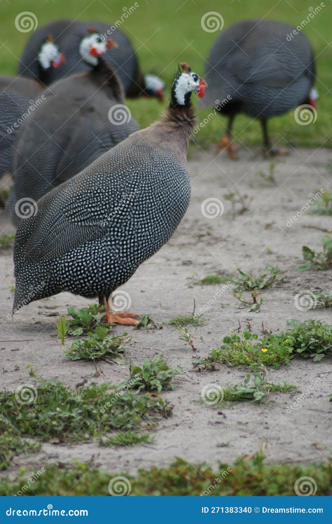 Guineafowl stock photo. Image of body, head, fowl, spangled - 271383340