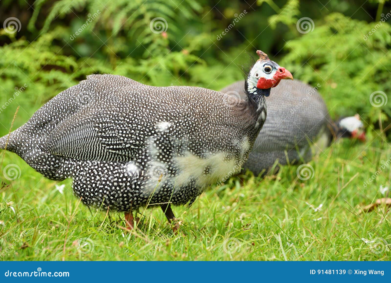 Guineafowl stock image. Image of african, black, avian - 91481139