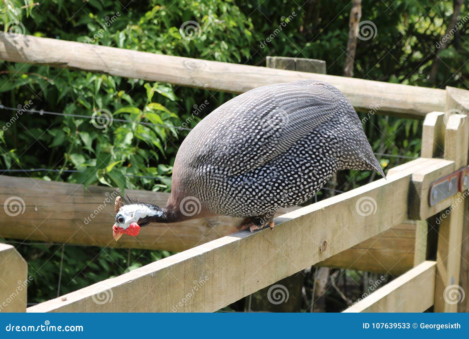 Guineafowl Perched on Top of a Wooden Gate. Stock Image - Image of ...
