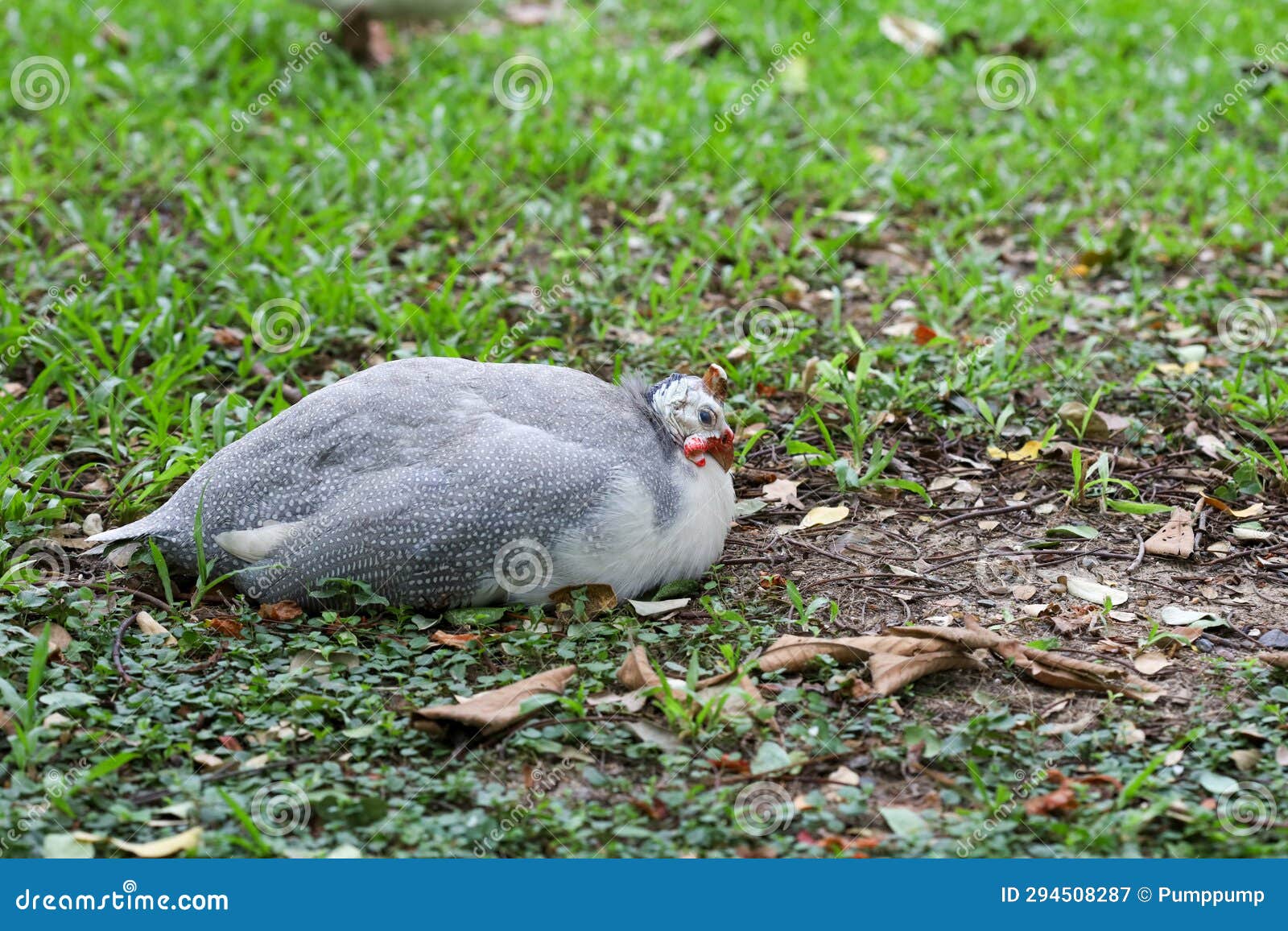 The Guineafowl is Rest on Nature Garden Under Tree Stock Image - Image ...