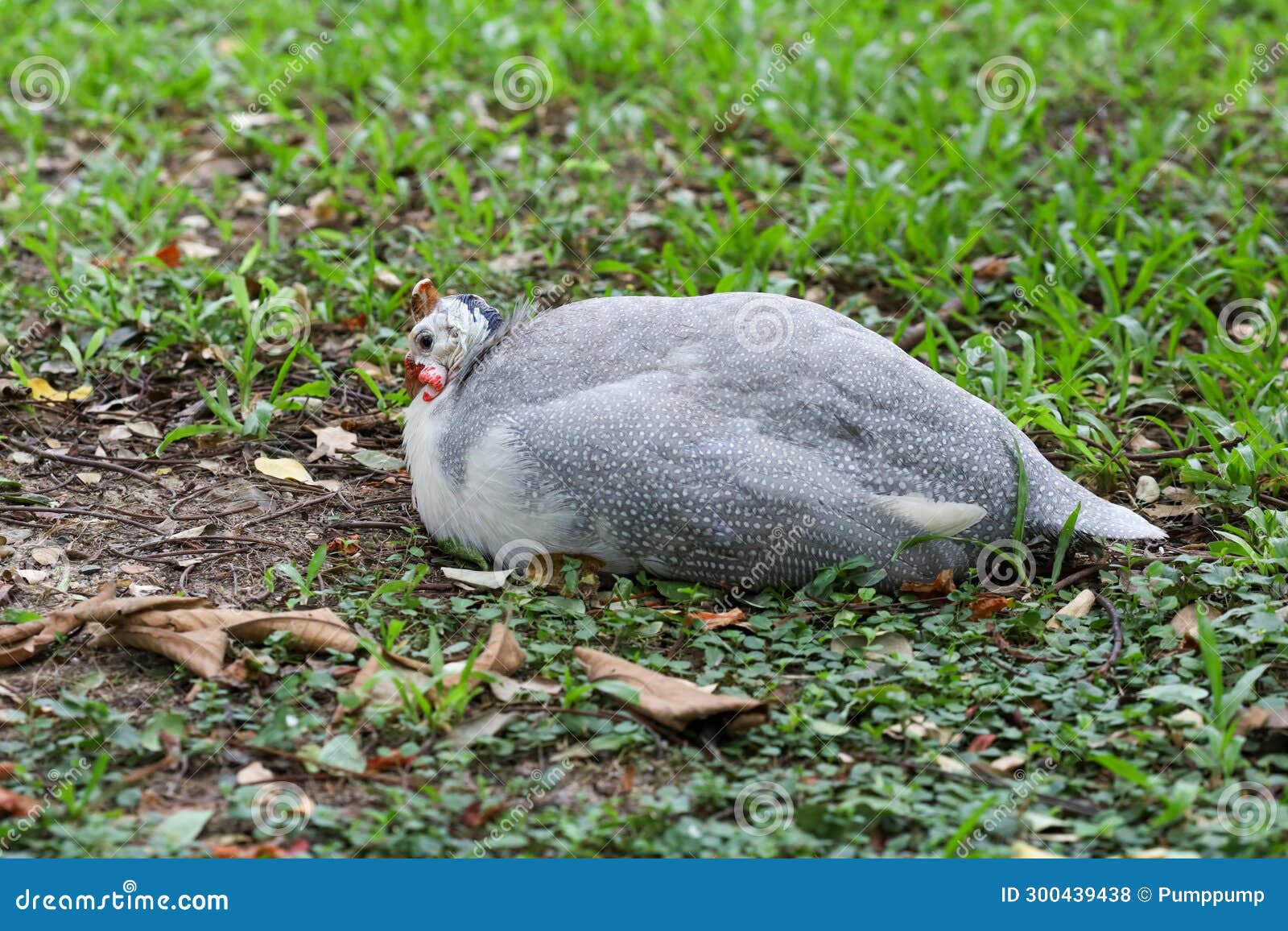 The Guineafowl is Rest on Nature Garden Under Tree Stock Photo - Image ...