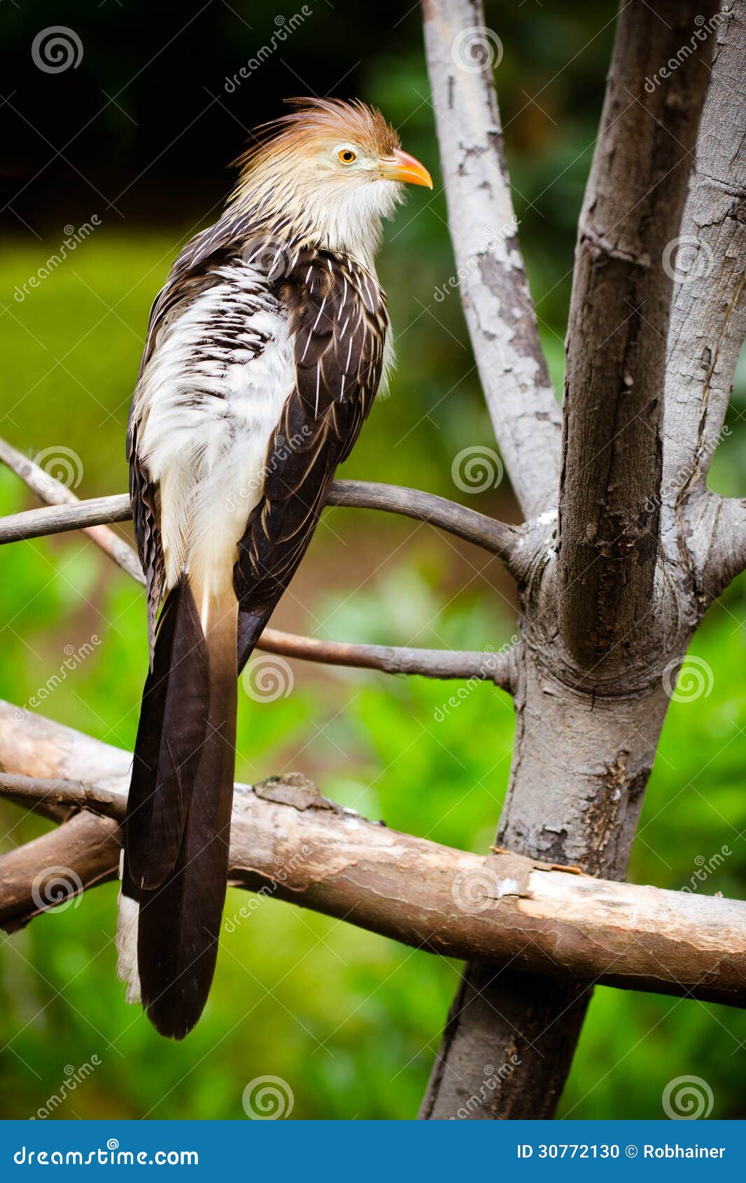 Guira cuckoo bird stock photo. Image of forest, calling - 30772130