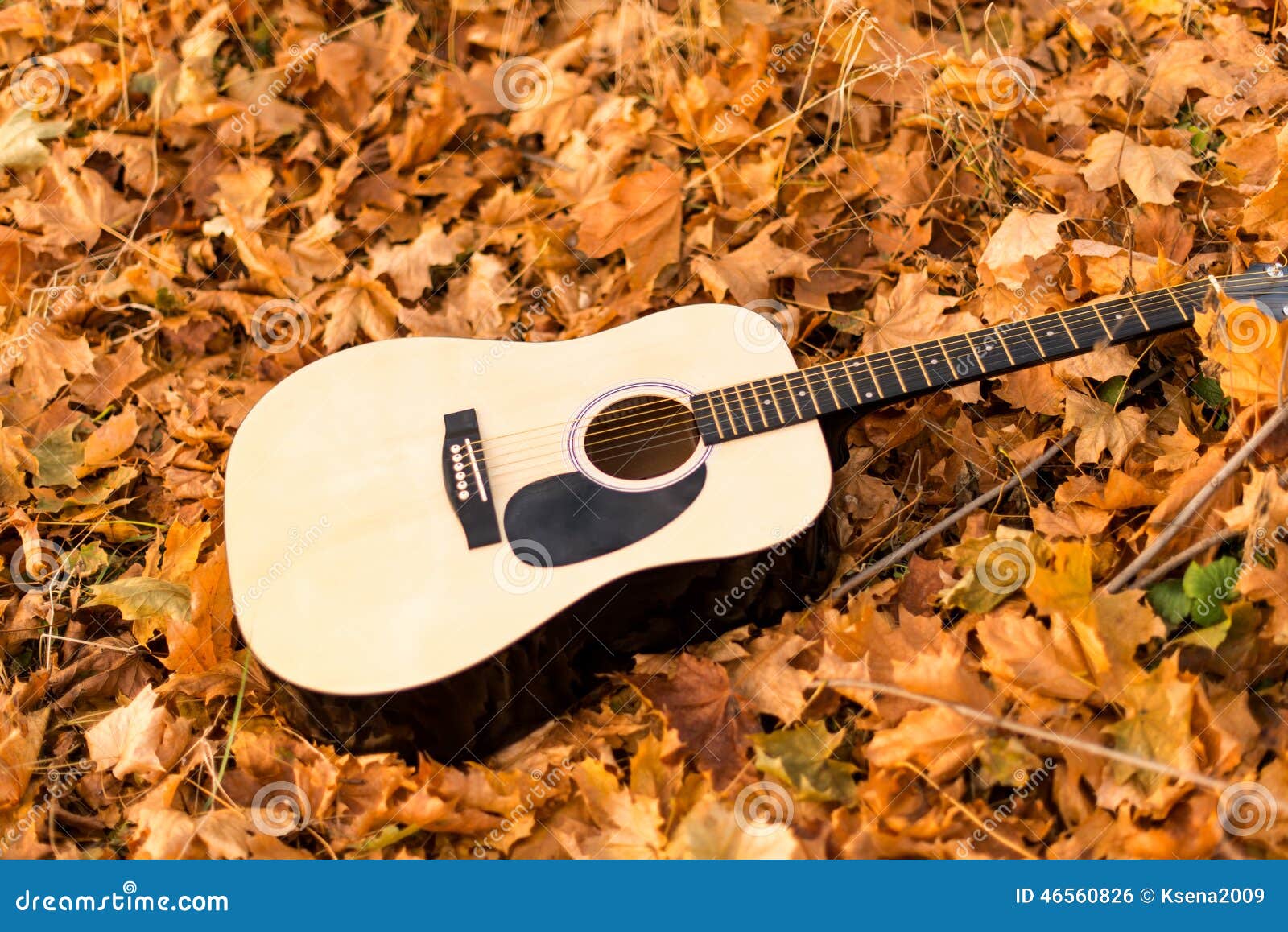 Guitar on autumn leaves stock photo. Image of season - 46560826