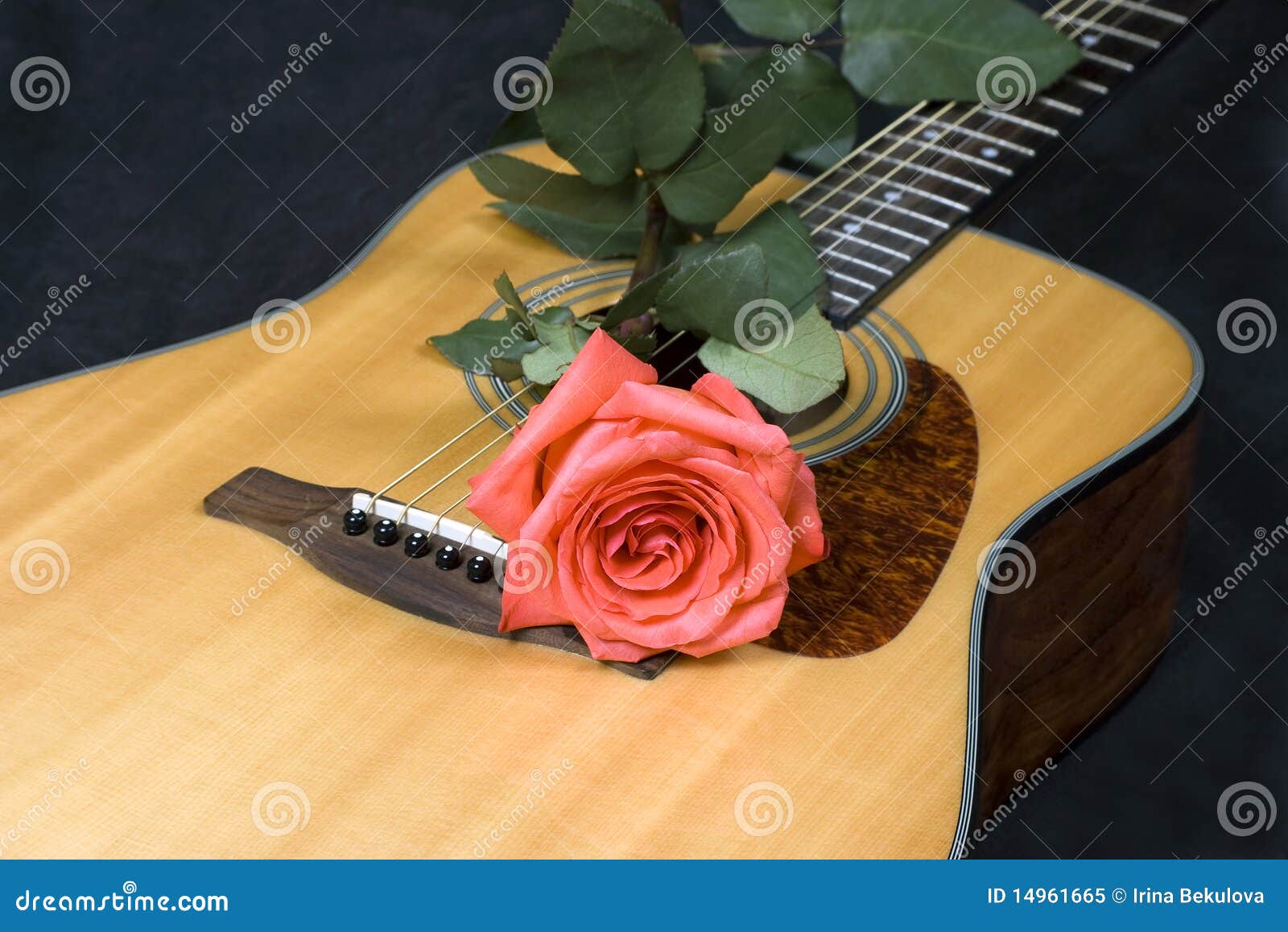 Guitar and rose stock image. Image of studio, instrument - 14961665