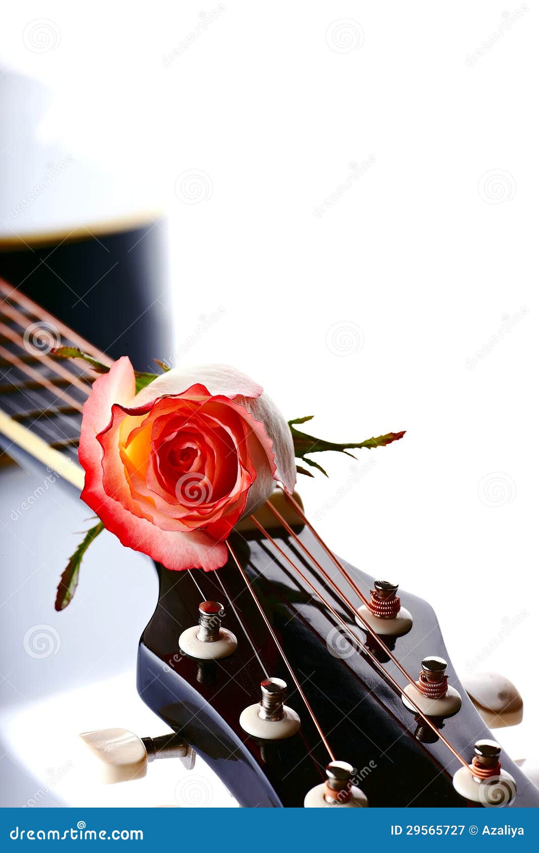 Guitar and rose. stock image. Image of bouquet, freshness - 29565727