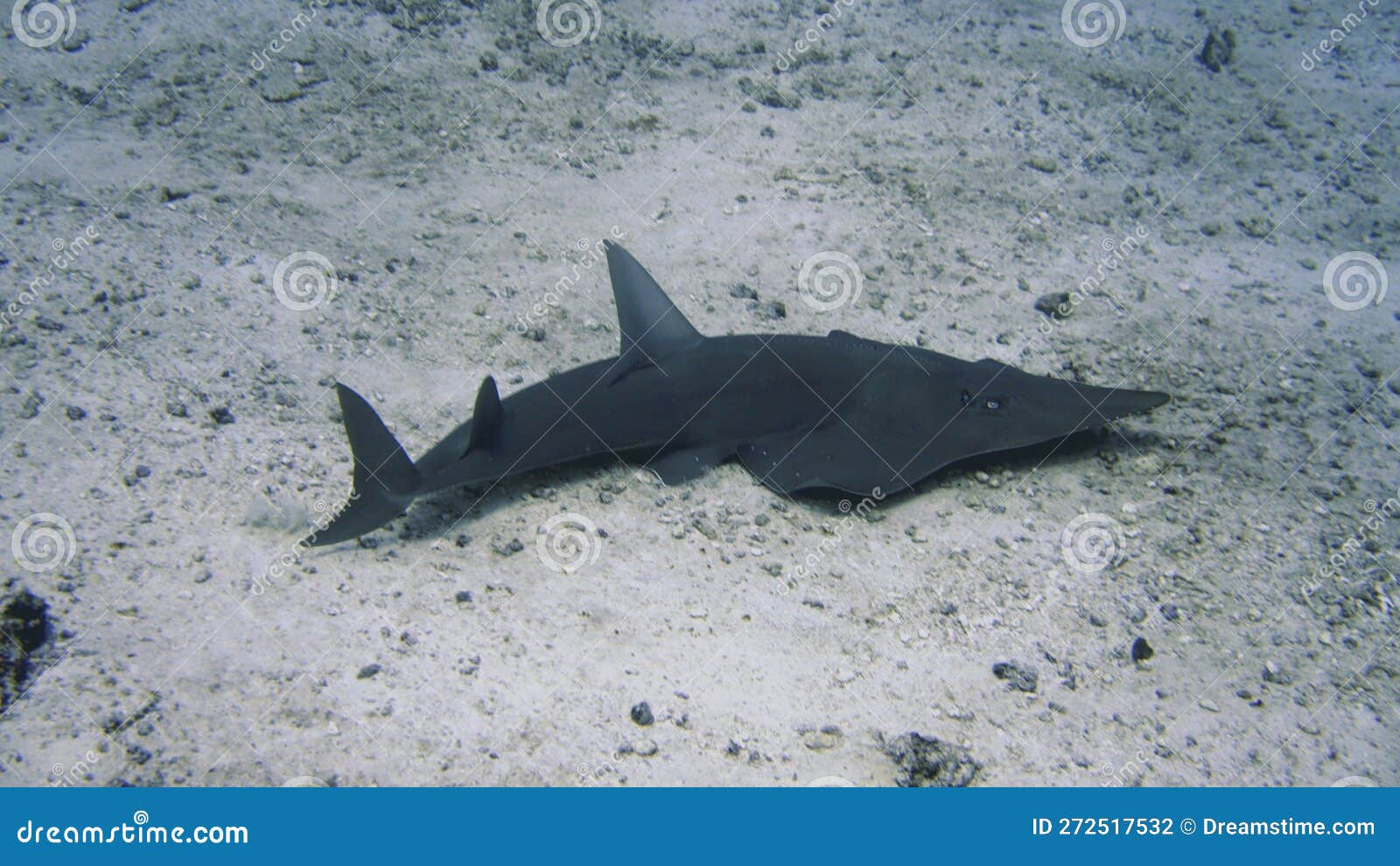 Guitar shark Maldives stock photo. Image of organism - 272517532
