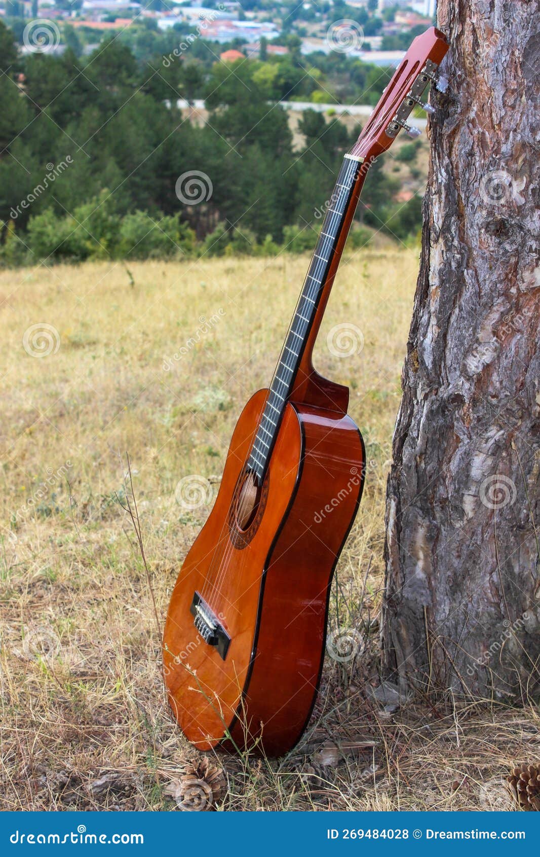 A guitar and a tree trunk stock photo. Image of tree - 269484028