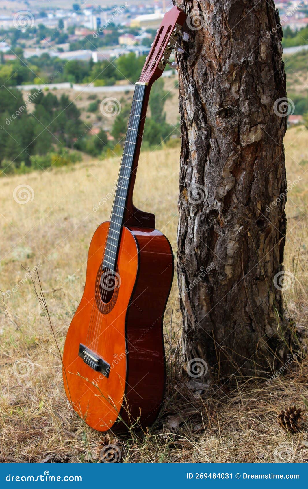 A guitar and a tree trunk stock image. Image of tree - 269484031