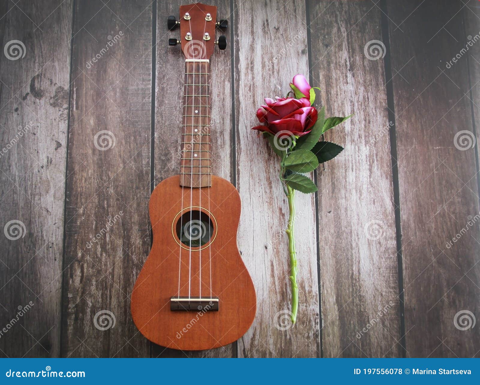 Guitar with Strings and Red a Rose Stock Photo - Image of guitar, chord ...